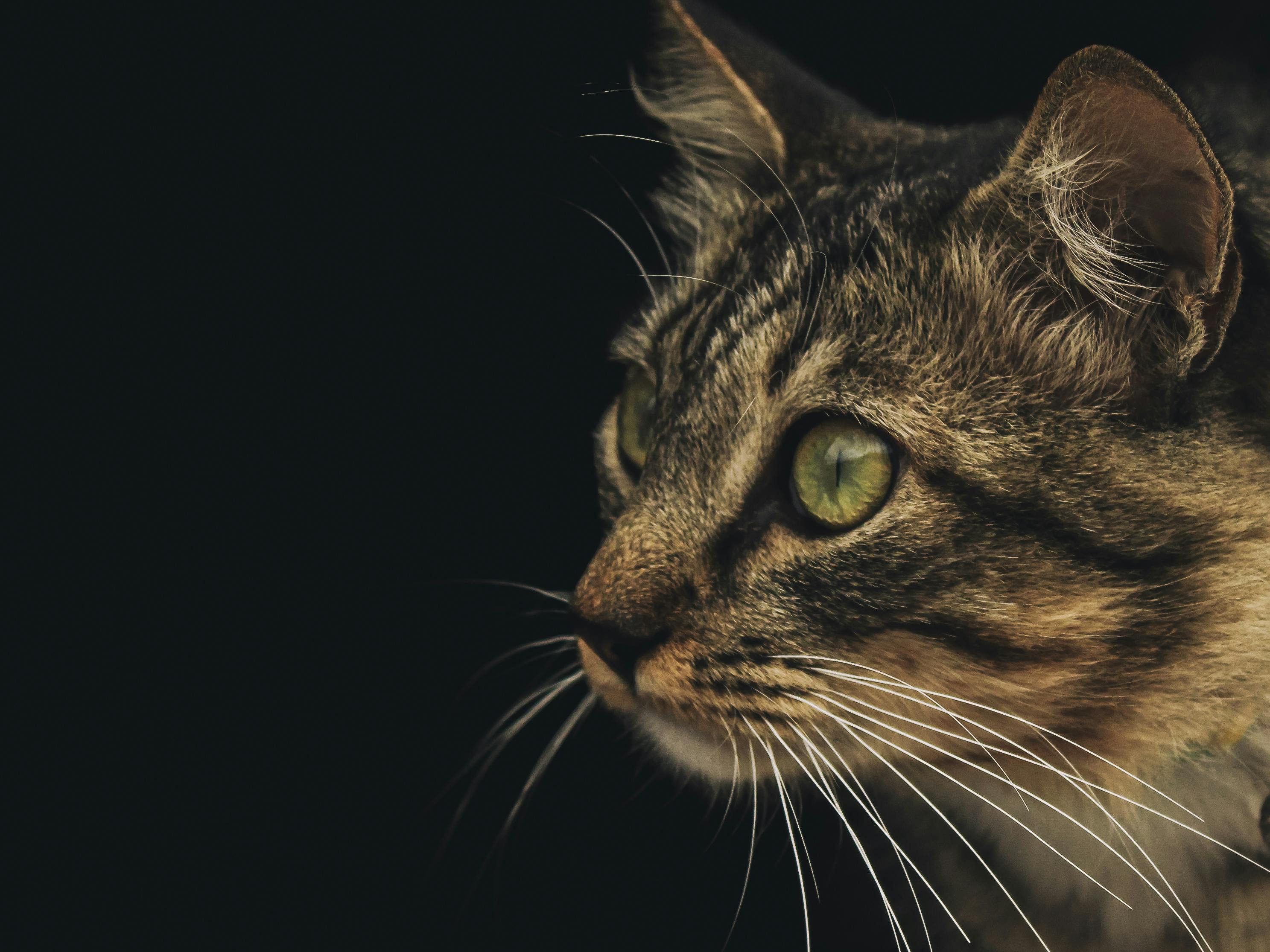 Foto stok gratis tentang #dalam, anak kucing, bayangan hitam, belum tua ...