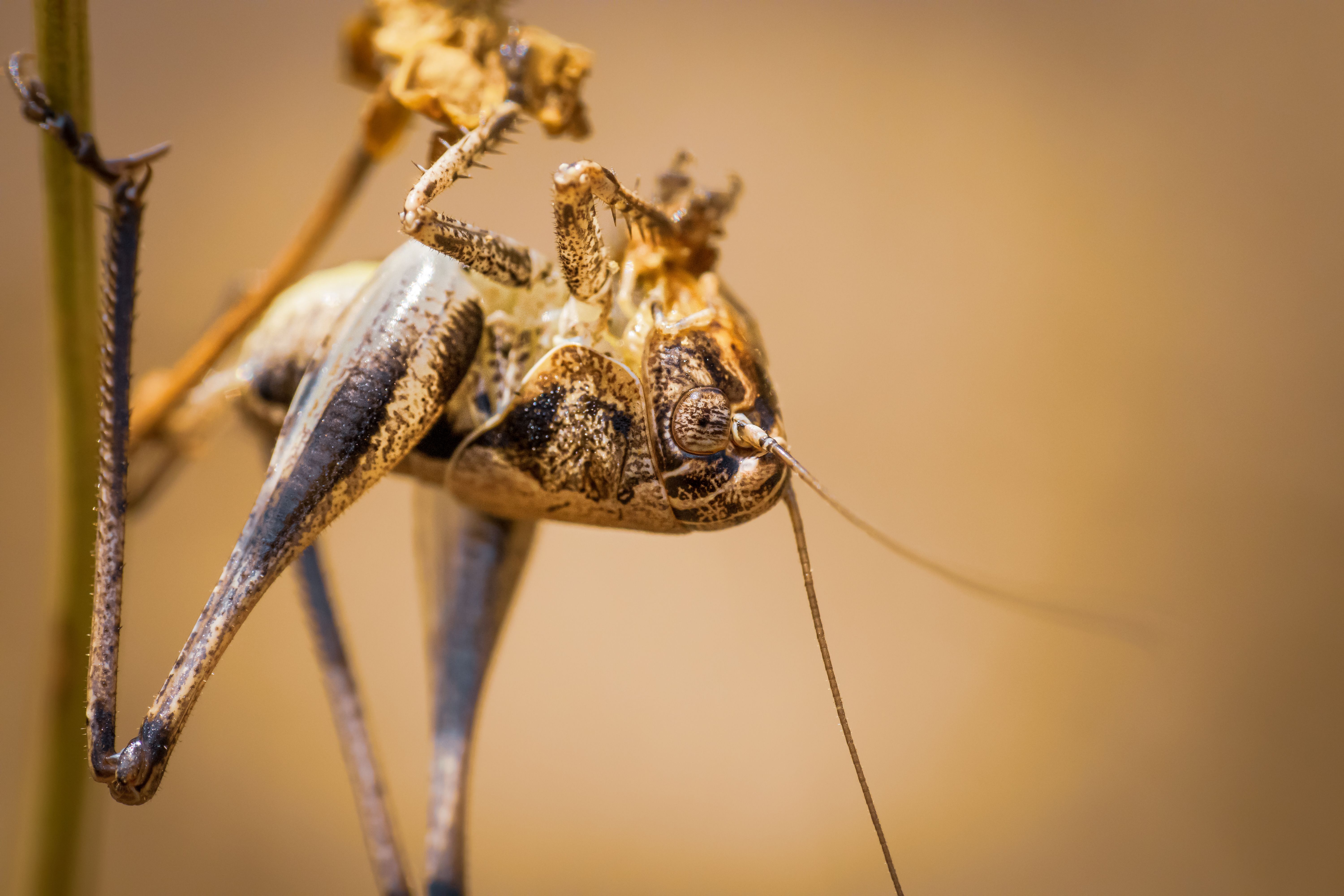 A grasshopper is eating a flower · Free Stock Photo