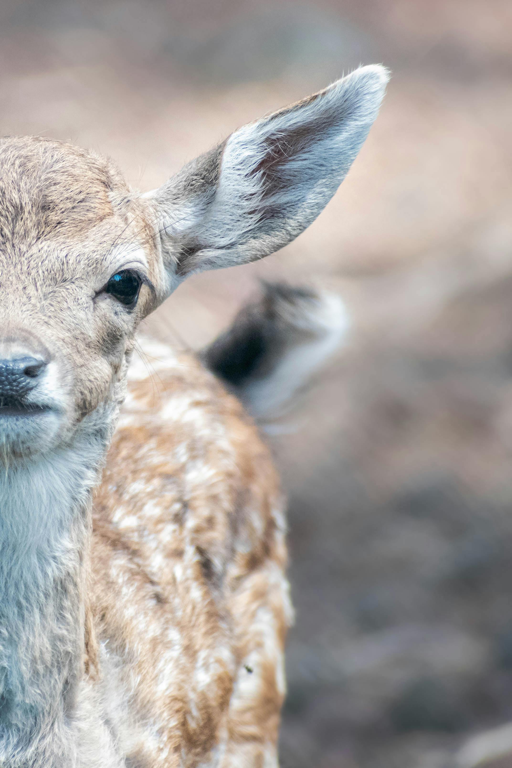 Close Portrait of Deer Doe · Free Stock Photo