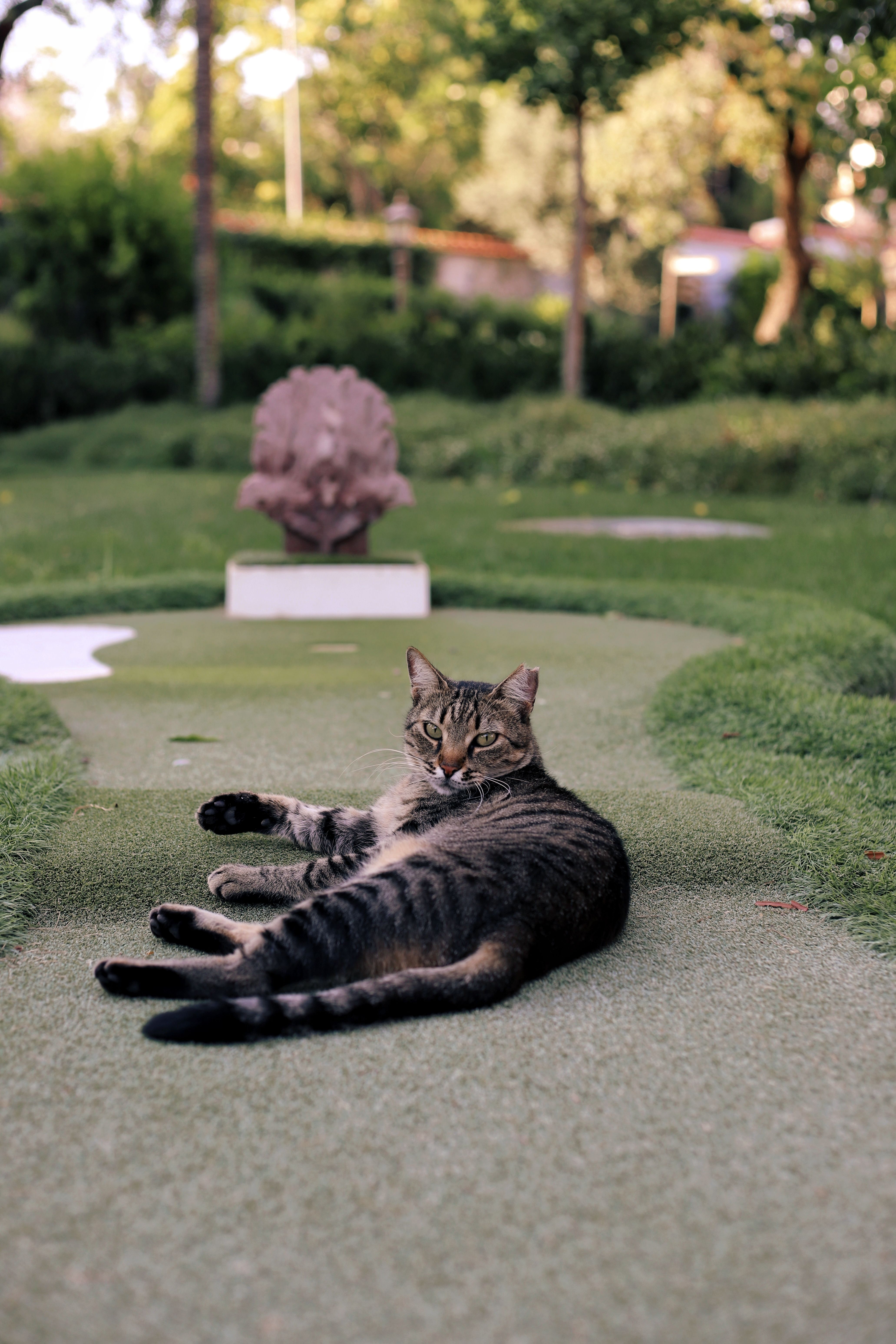 Cat with Stripes Lying on Mini Golf Course · Free Stock Photo