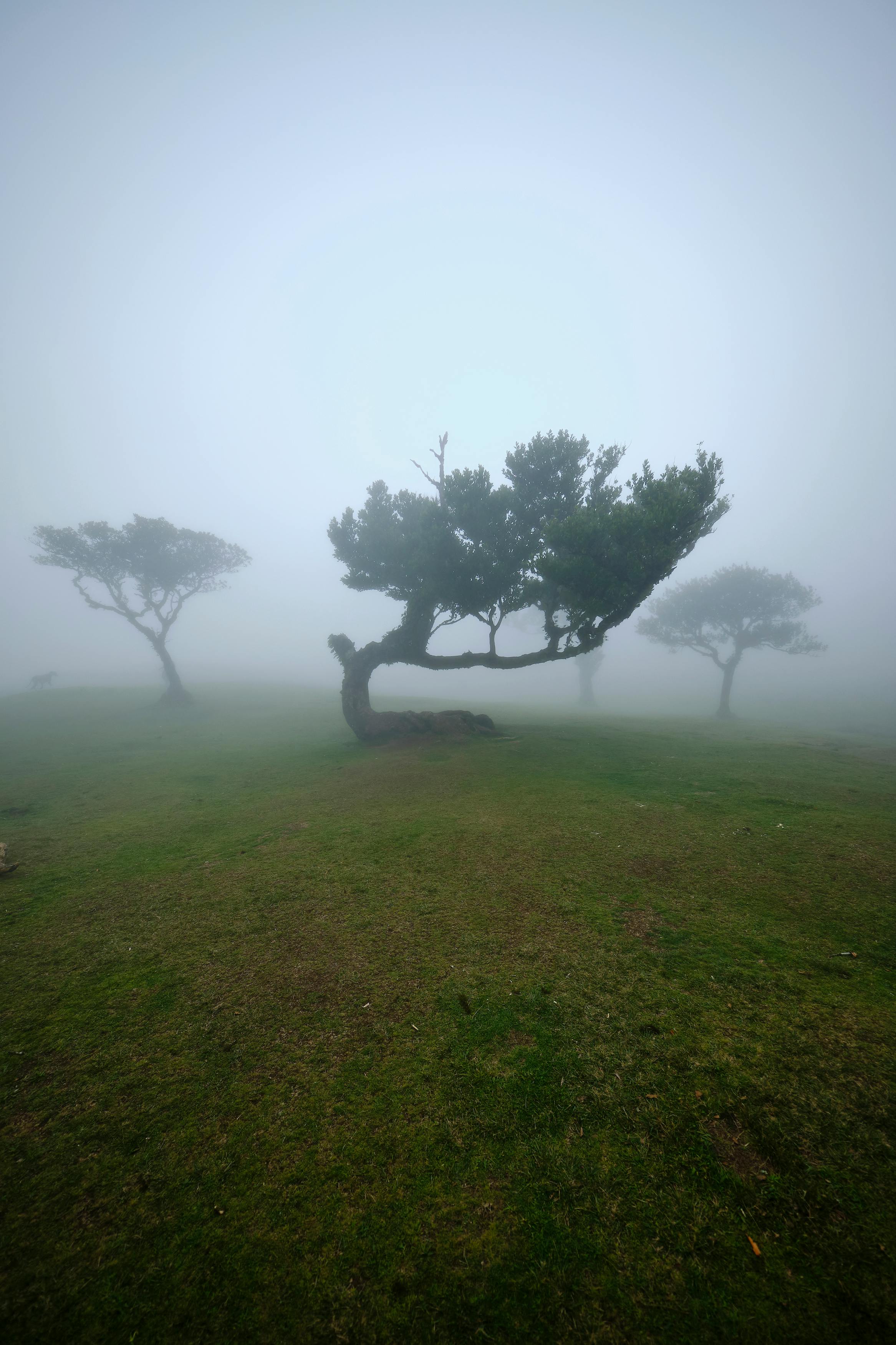 Fog Forest Photos, Download The BEST Free Fog Forest Stock Photos & HD ...