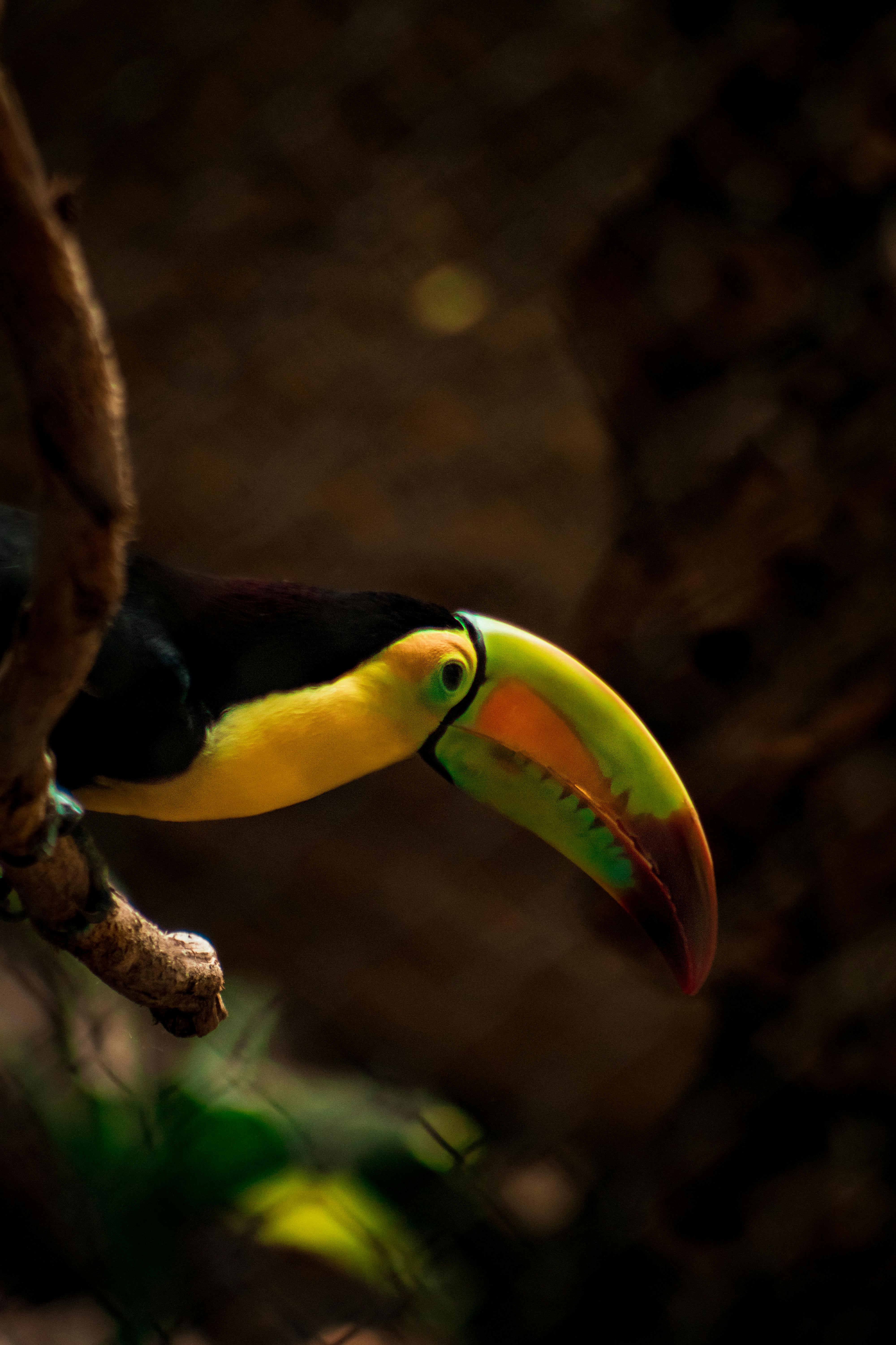 Foto de stock gratuita sobre ambiente tropical, américa del norte ...