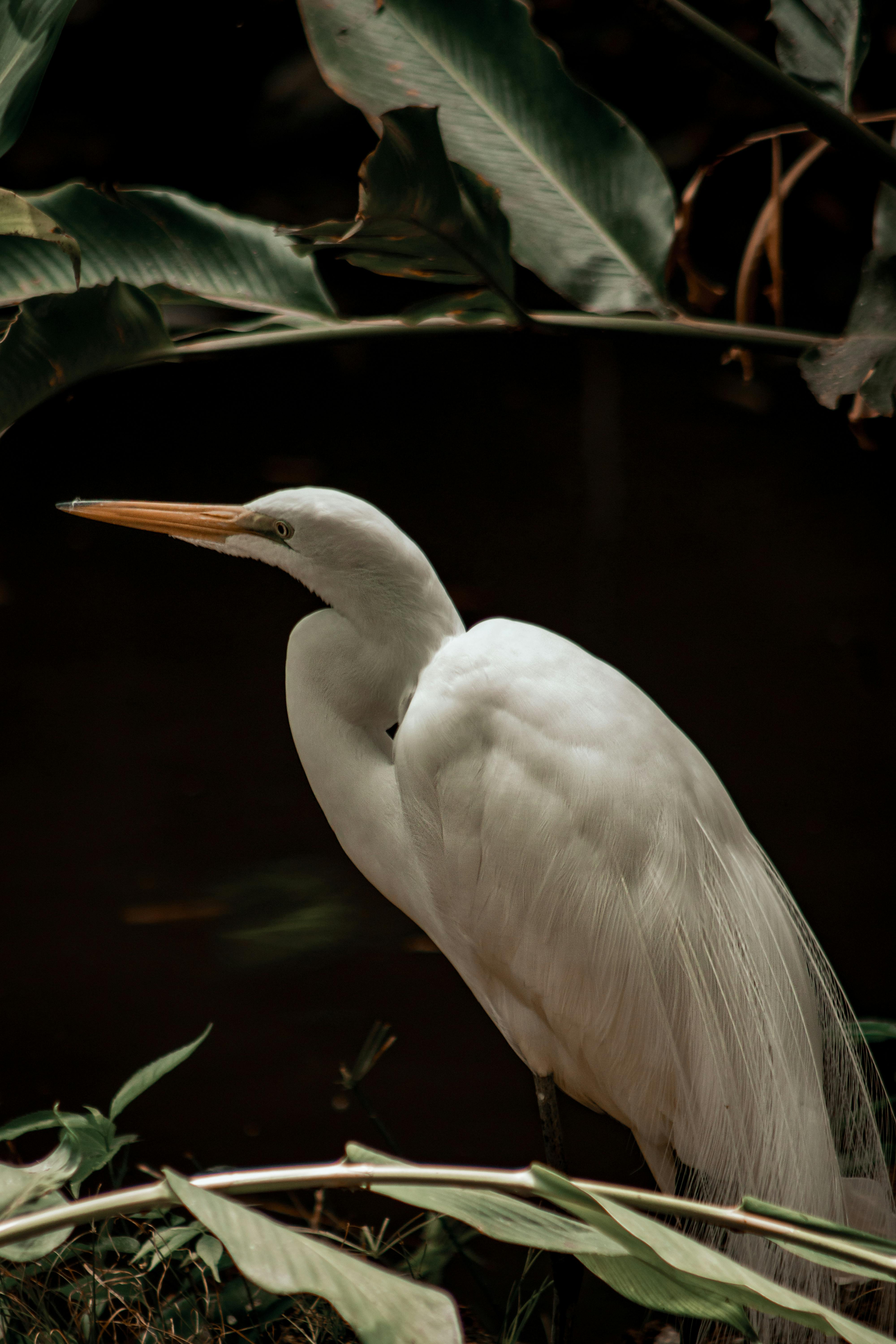 Foto de stock gratuita sobre animal photography, ardea alba, ave ...
