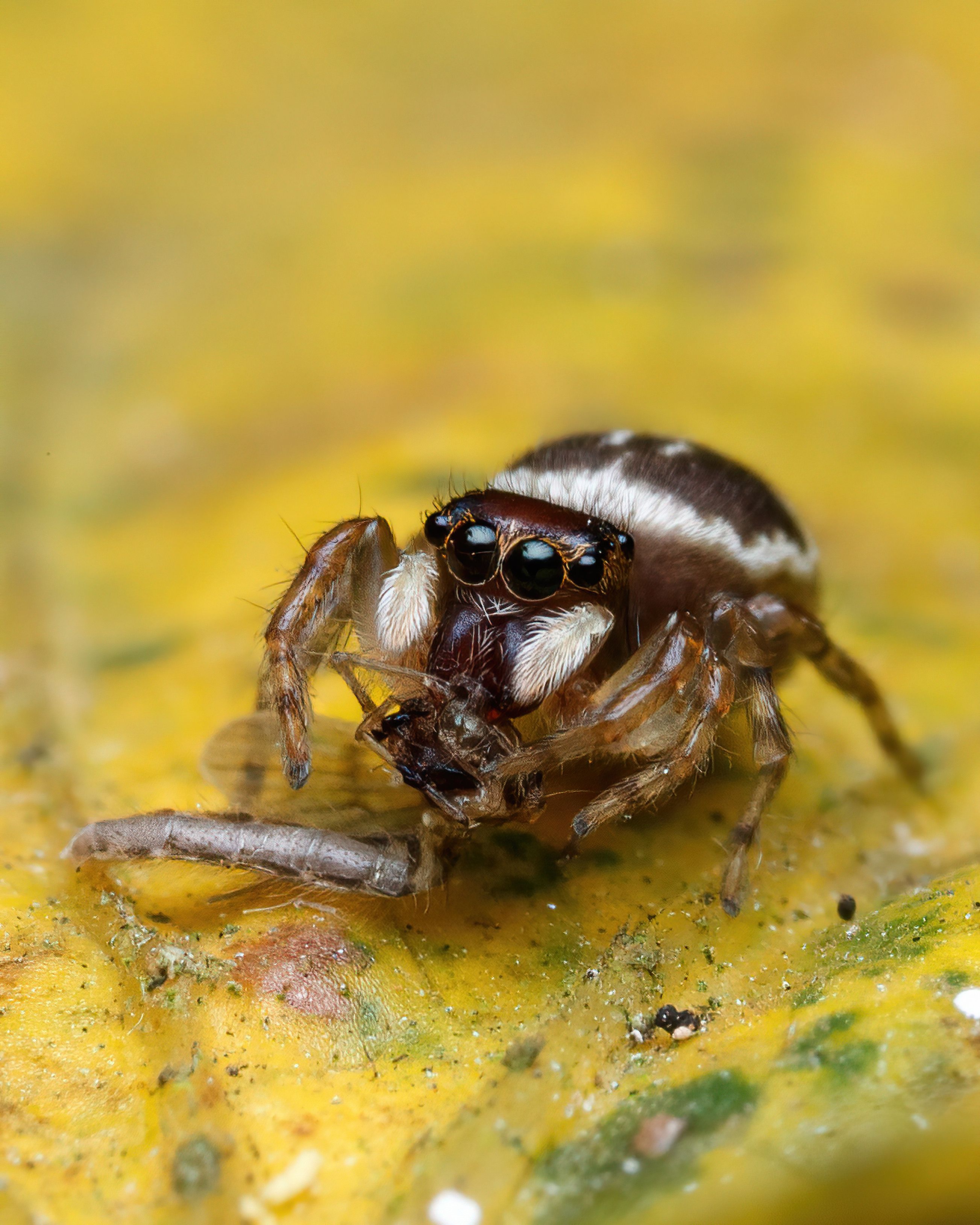 Jjumping Spider Photos, Download The BEST Free Jjumping Spider Stock ...