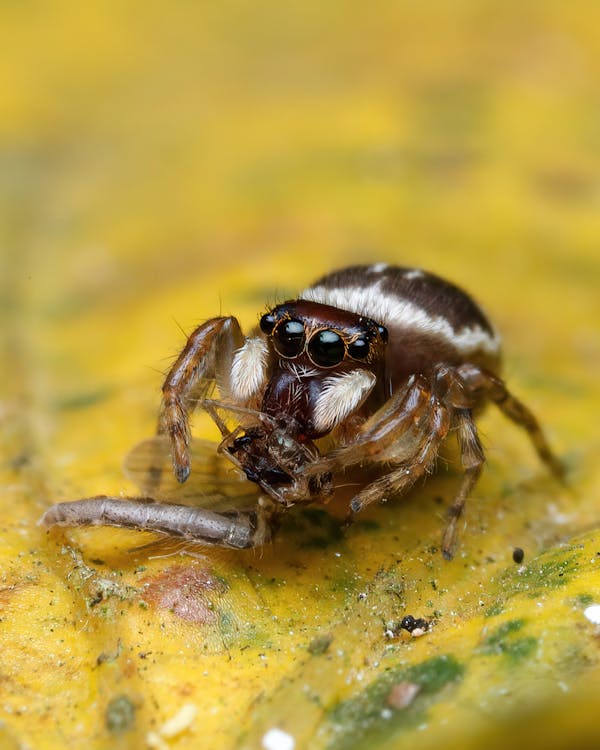 Spider Lily Photos, Download The BEST Free Spider Lily Stock Photos ...