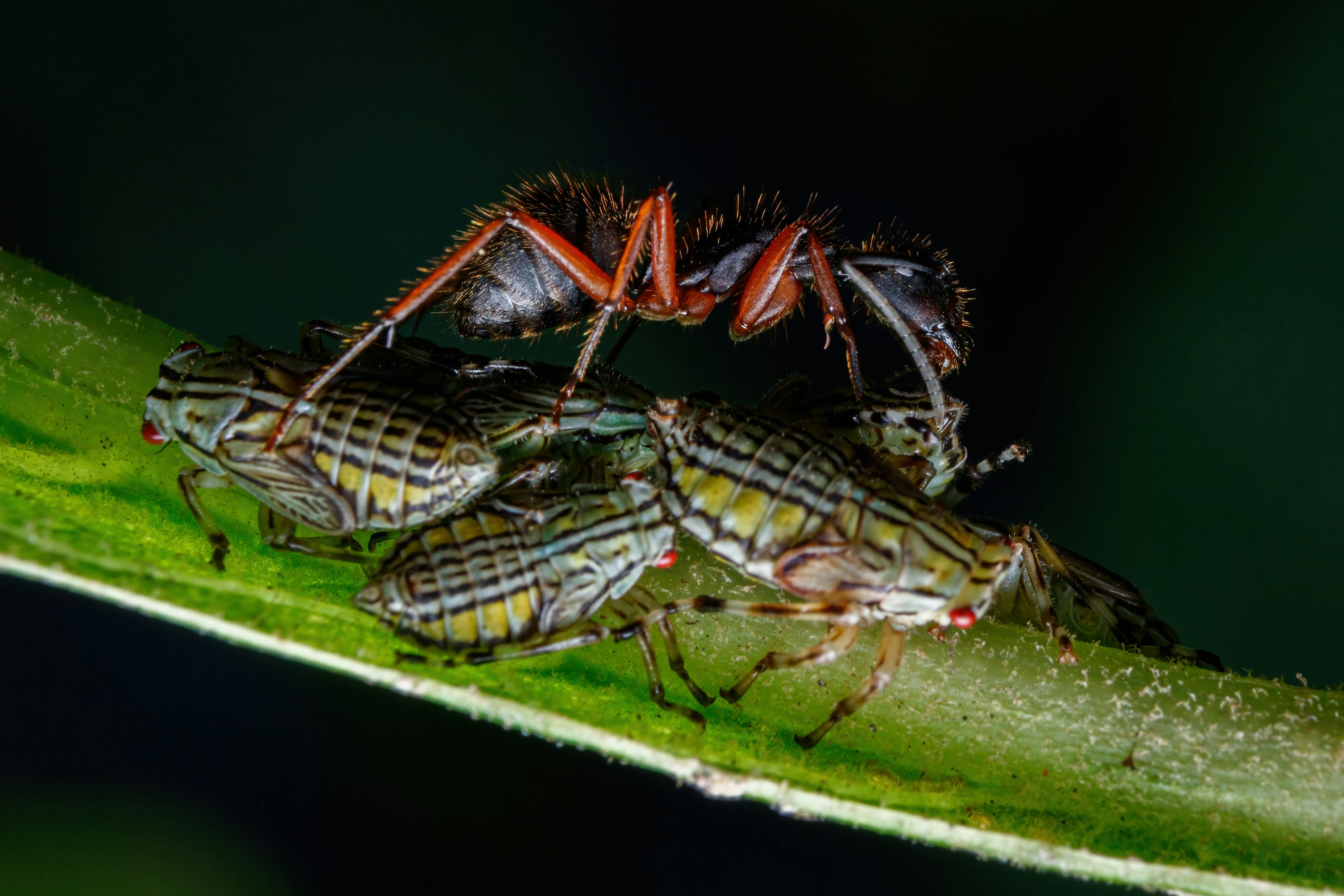 A group of insects on a plant · Free Stock Photo