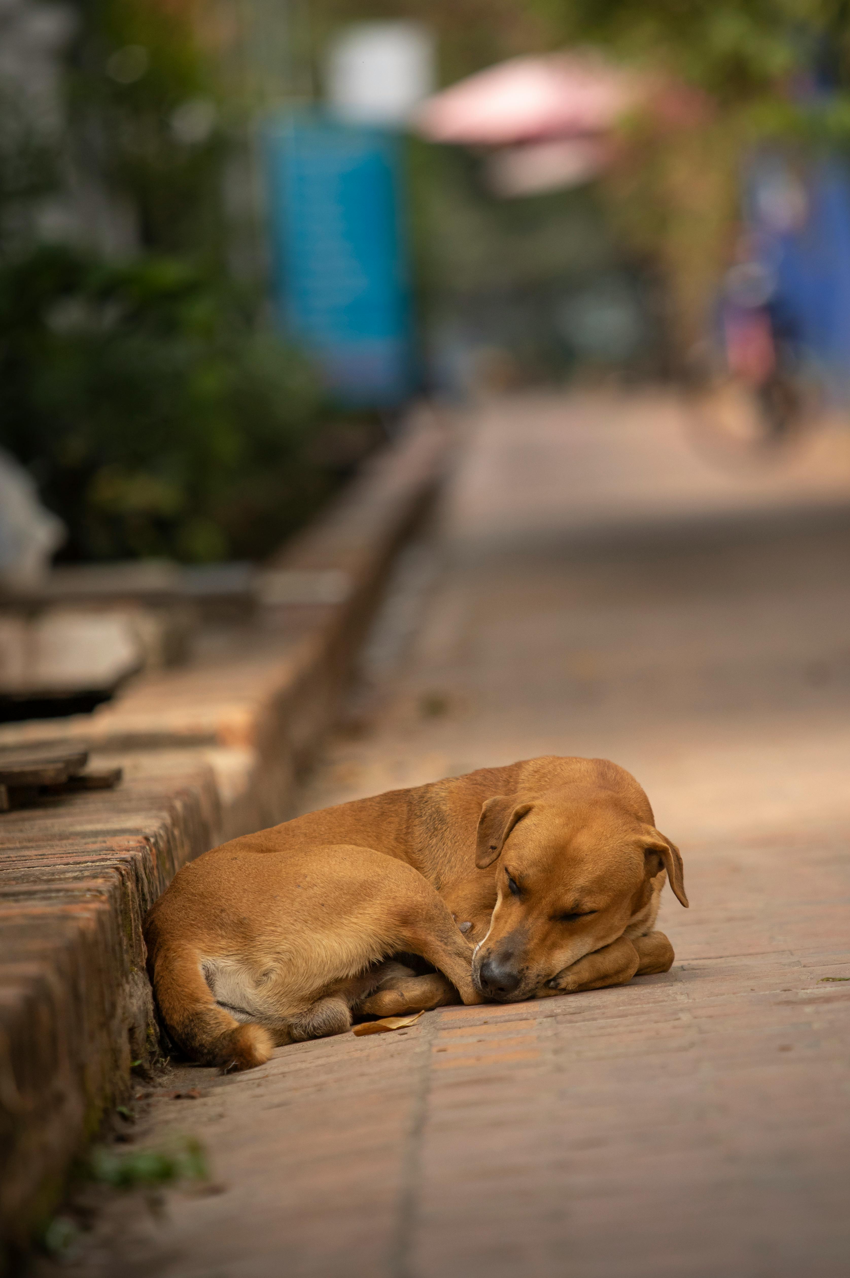 A dog sleeping on the sidewalk in a city · Free Stock Photo
