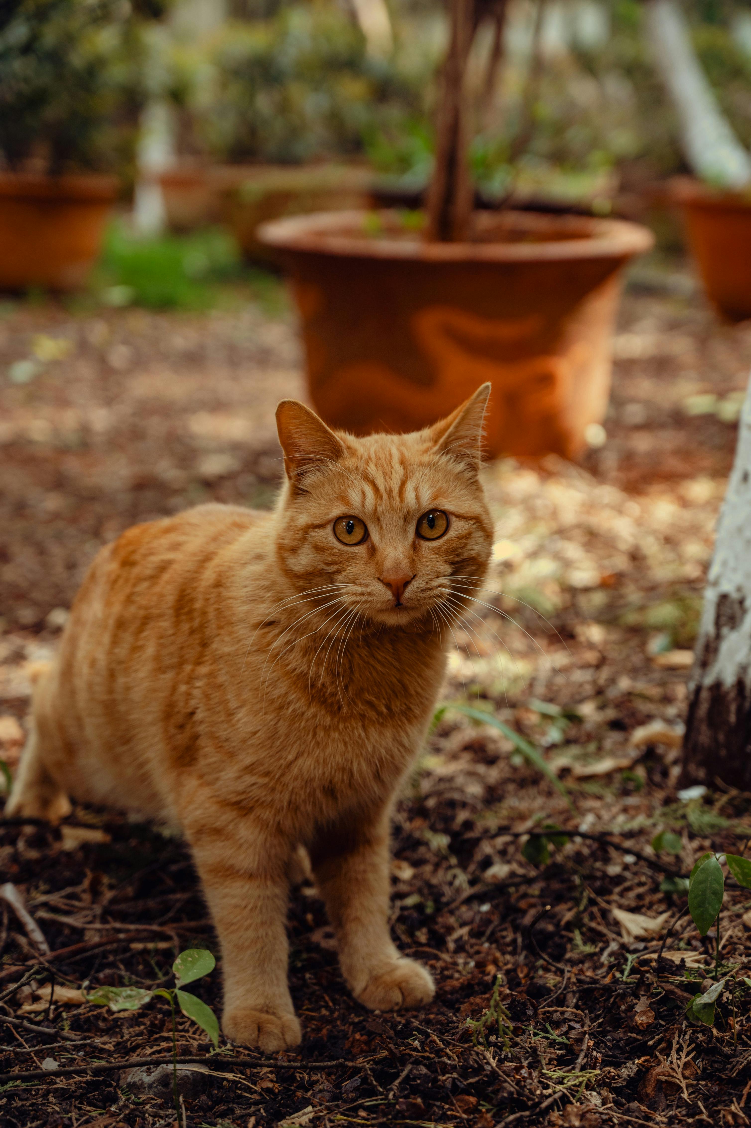 Ginger Cat on Ground · Free Stock Photo