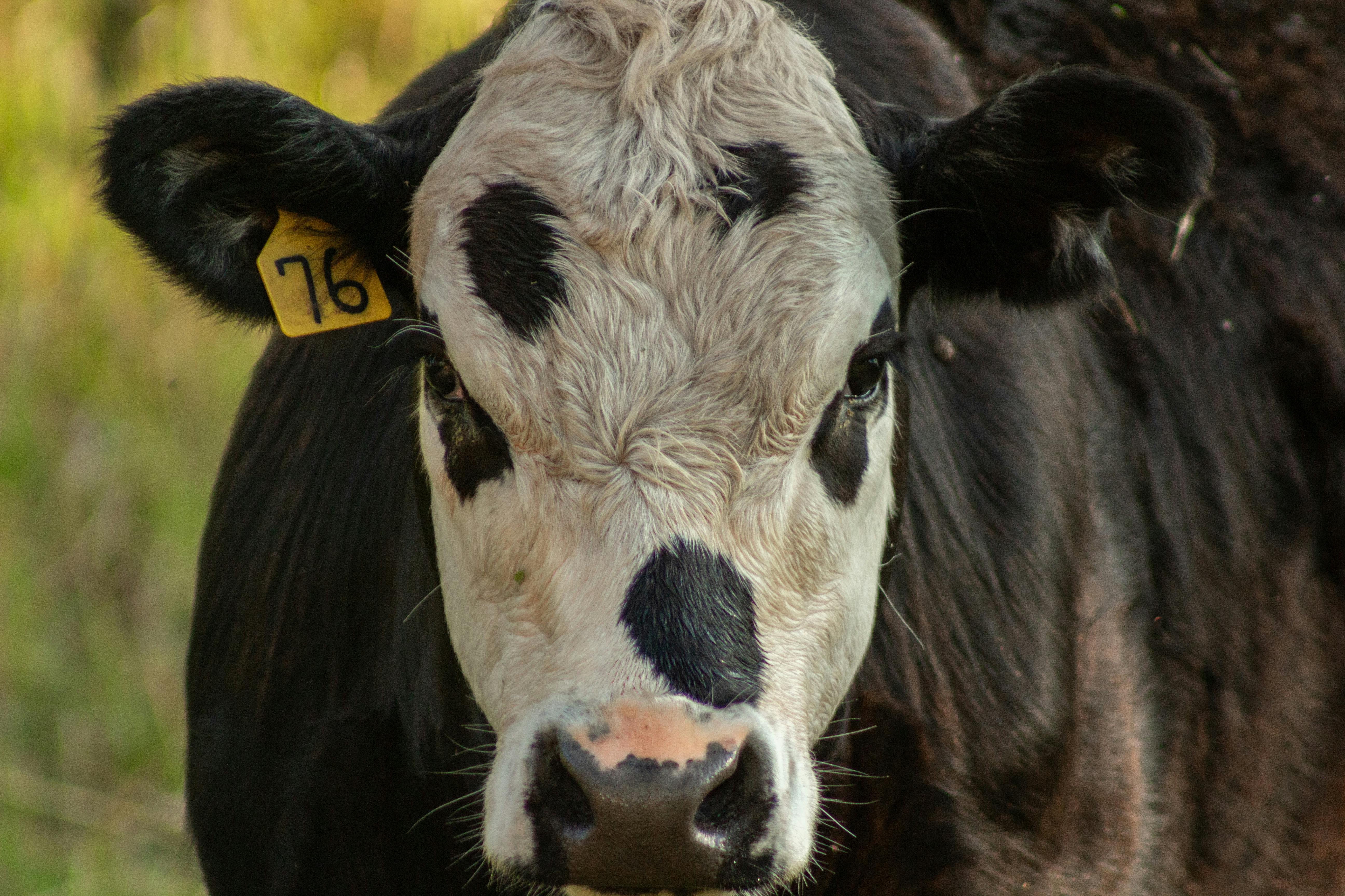 Brown Cow Side View in Low Angle Photography · Free Stock Photo
