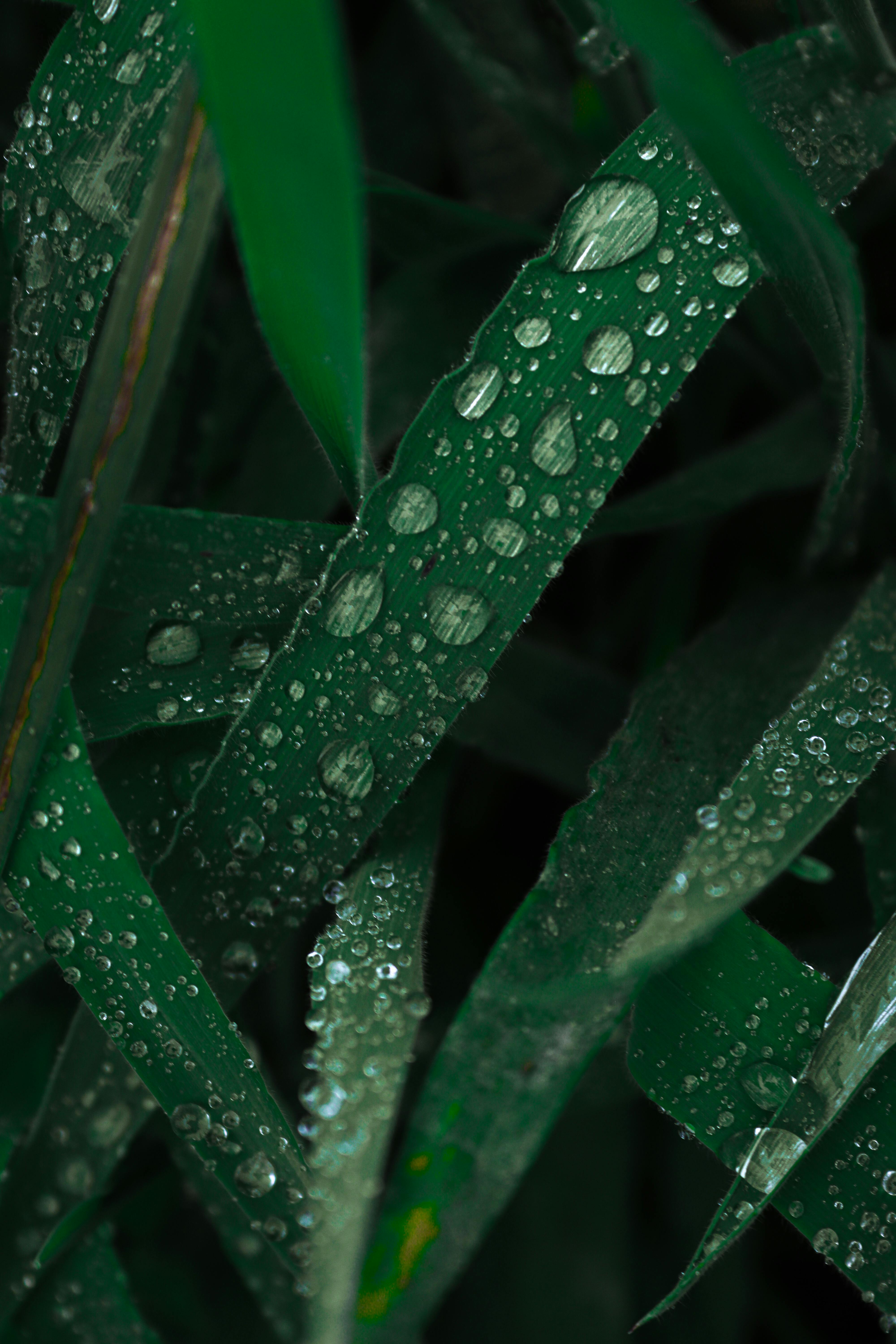 Green · Free Stock Photo