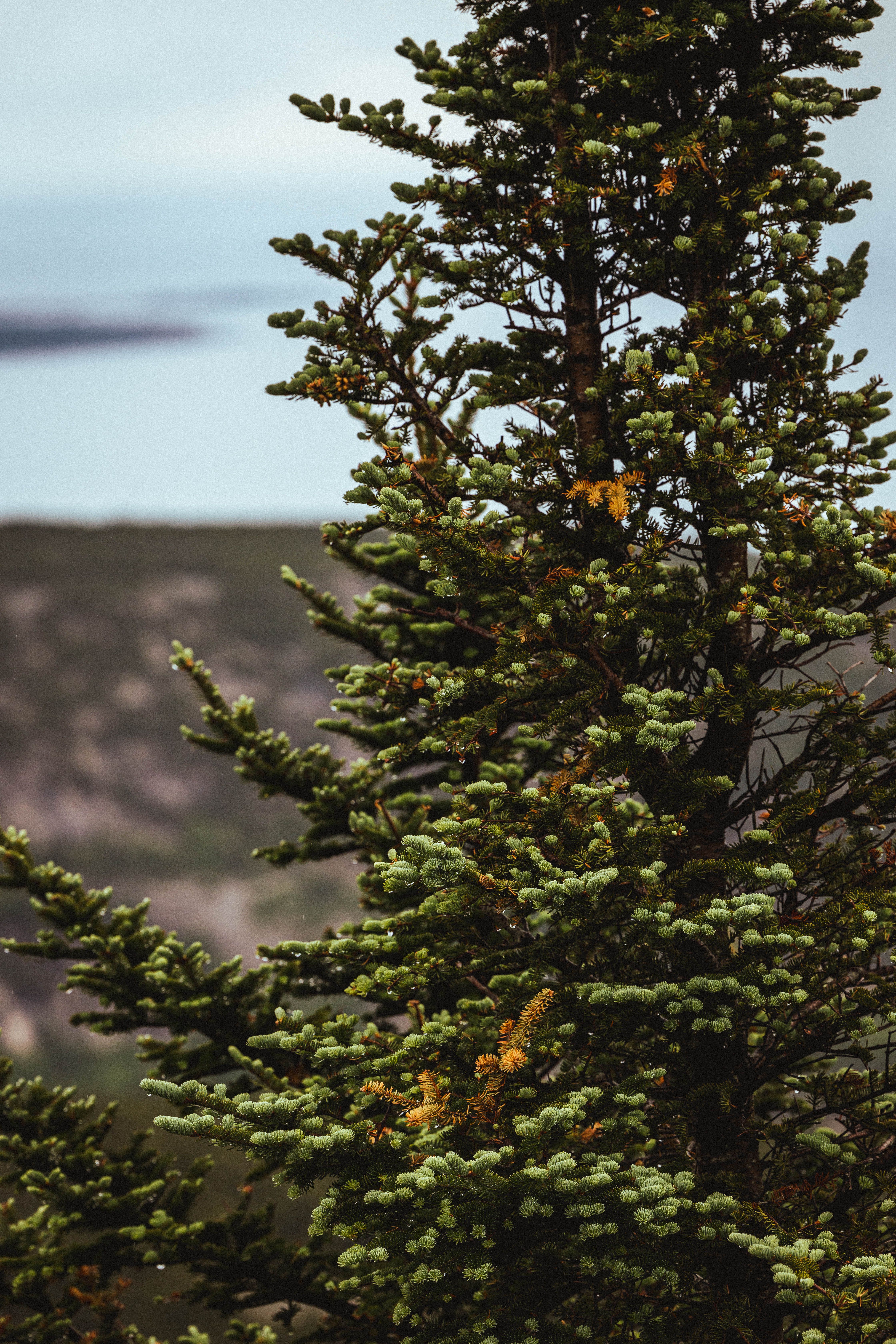 Branches of Coniferous Tree · Free Stock Photo
