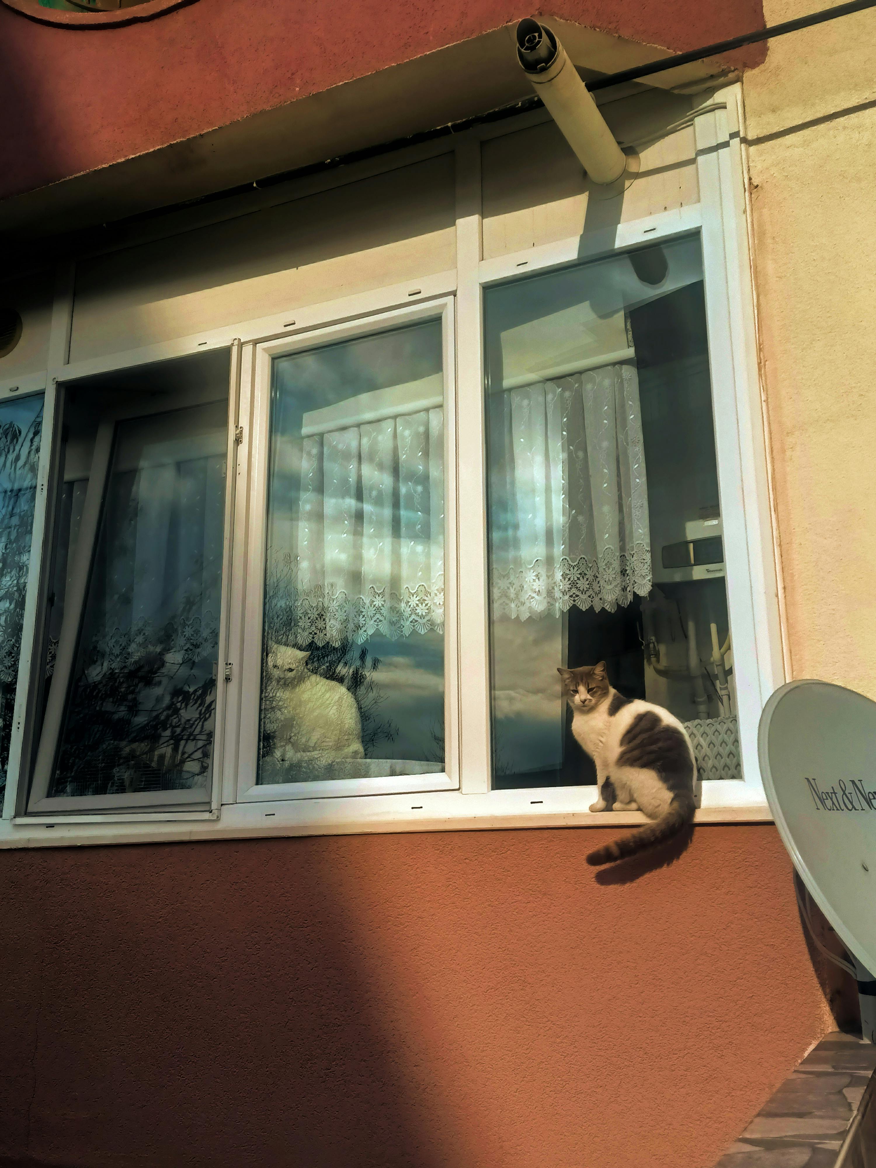 Cats on Window · Free Stock Photo