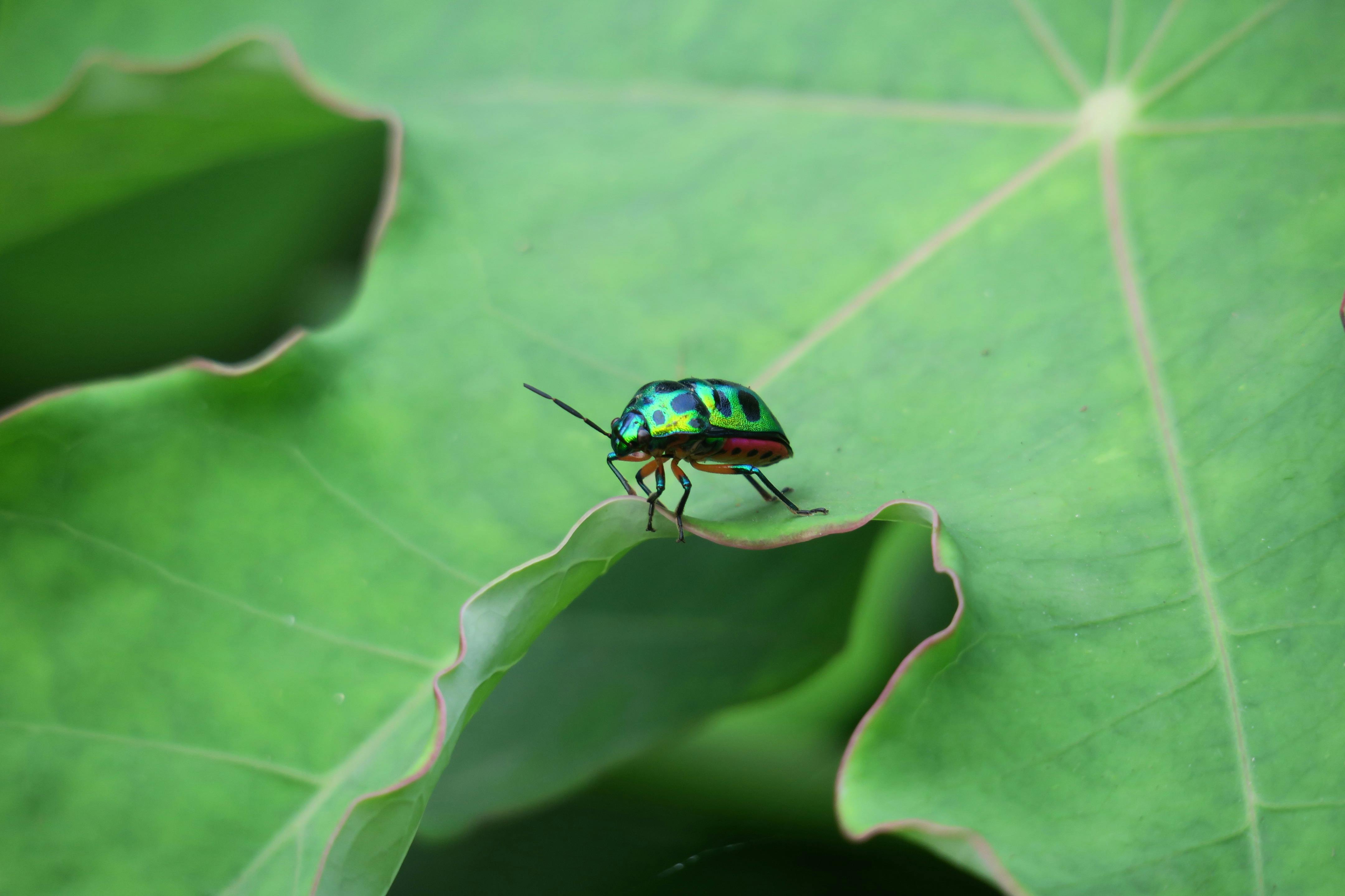 Jewel Bug on Leaf · Free Stock Photo