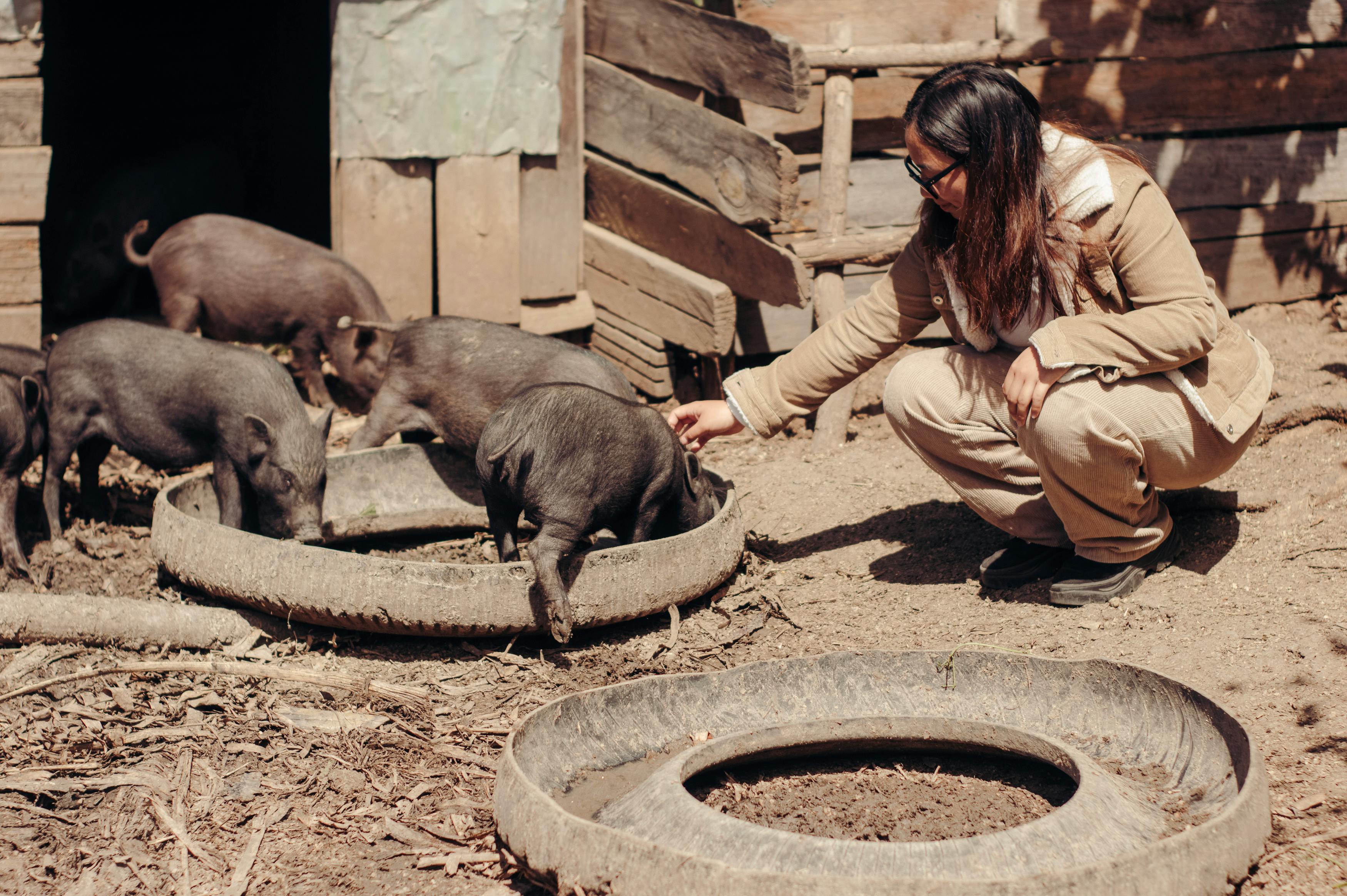A woman is petting pigs in a pen · Free Stock Photo