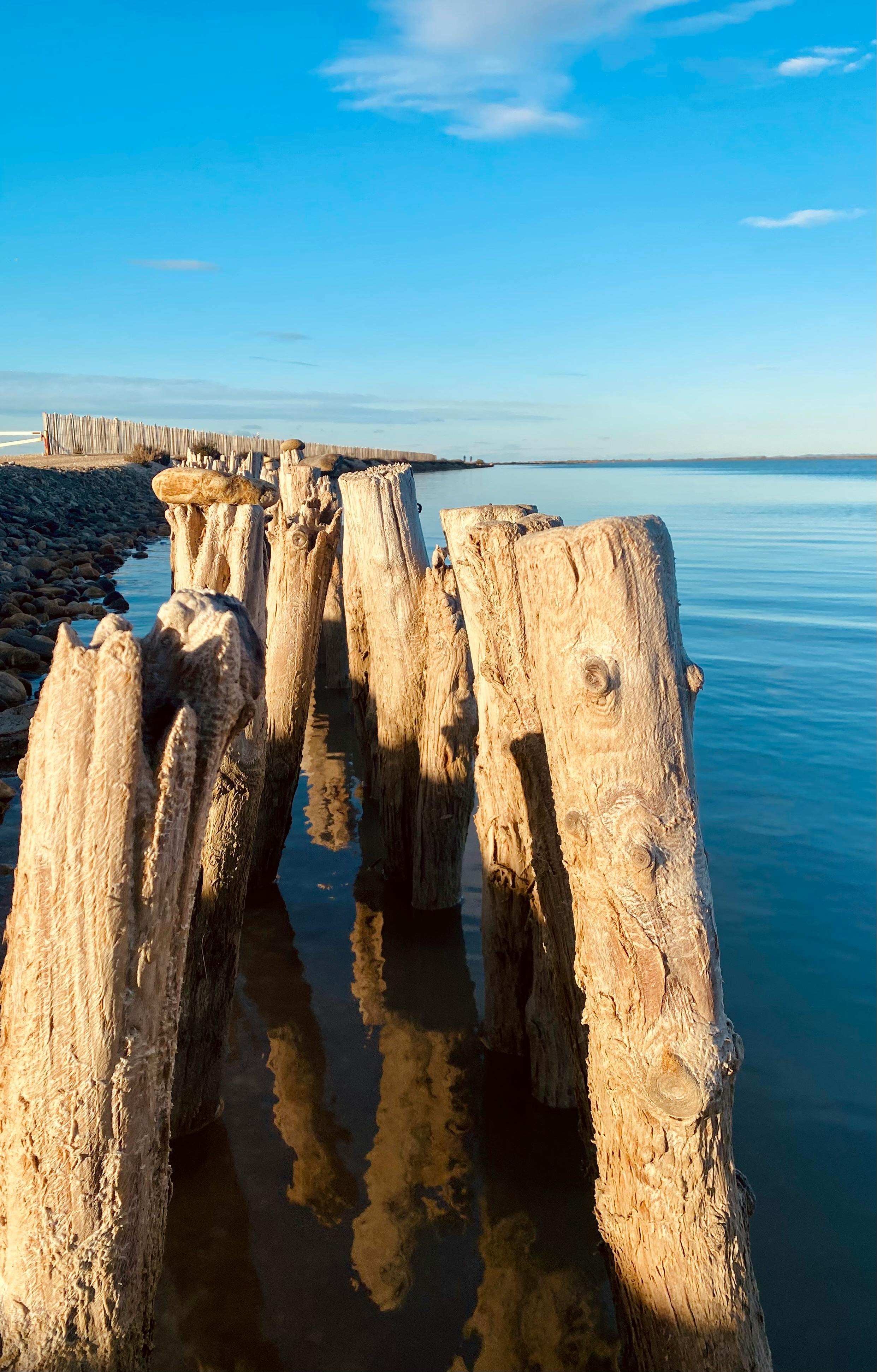 Wooden Poles in Water on Shore · Free Stock Photo