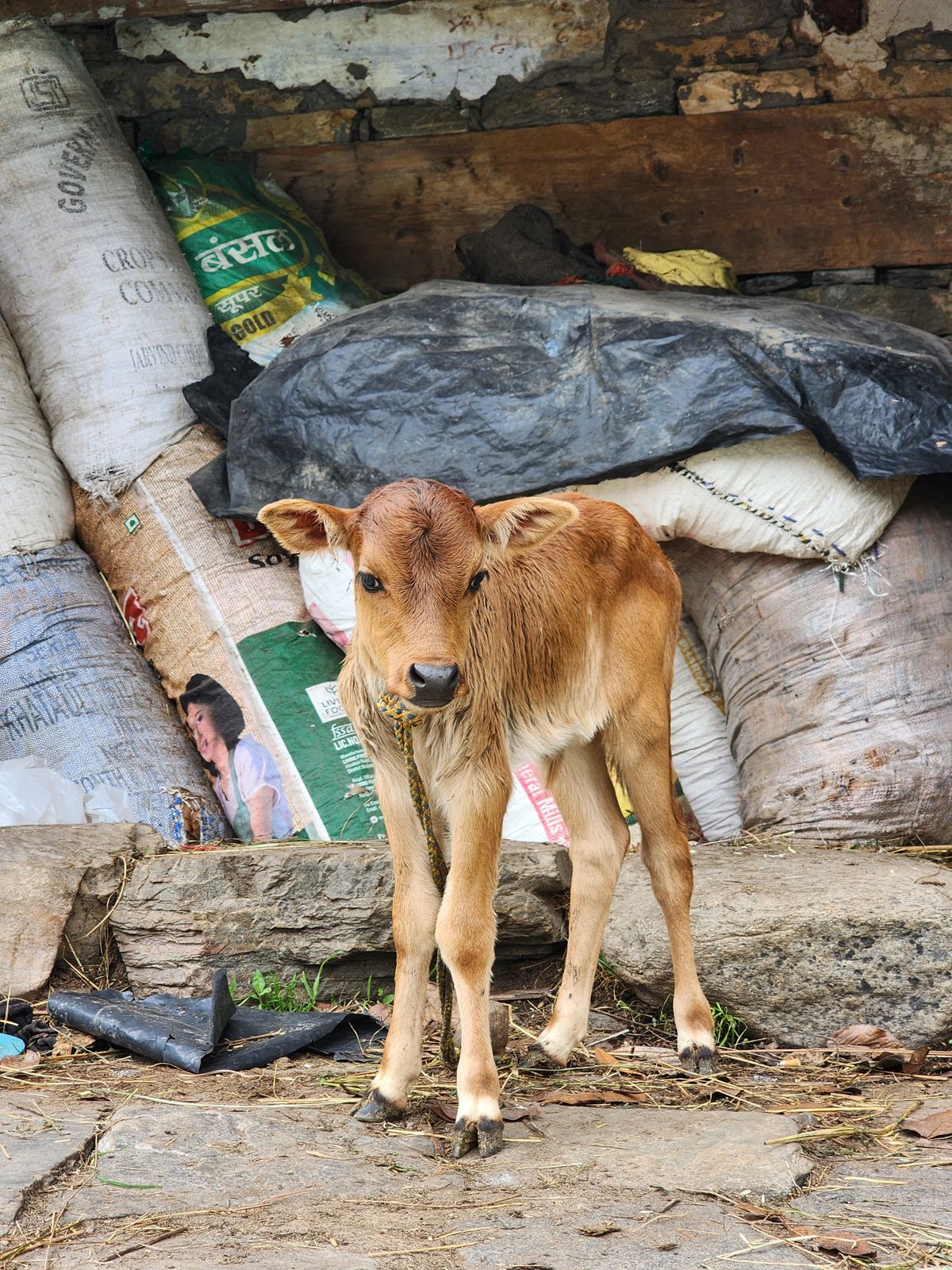 Baby Cow Photos, Download The BEST Free Baby Cow Stock Photos & HD Images