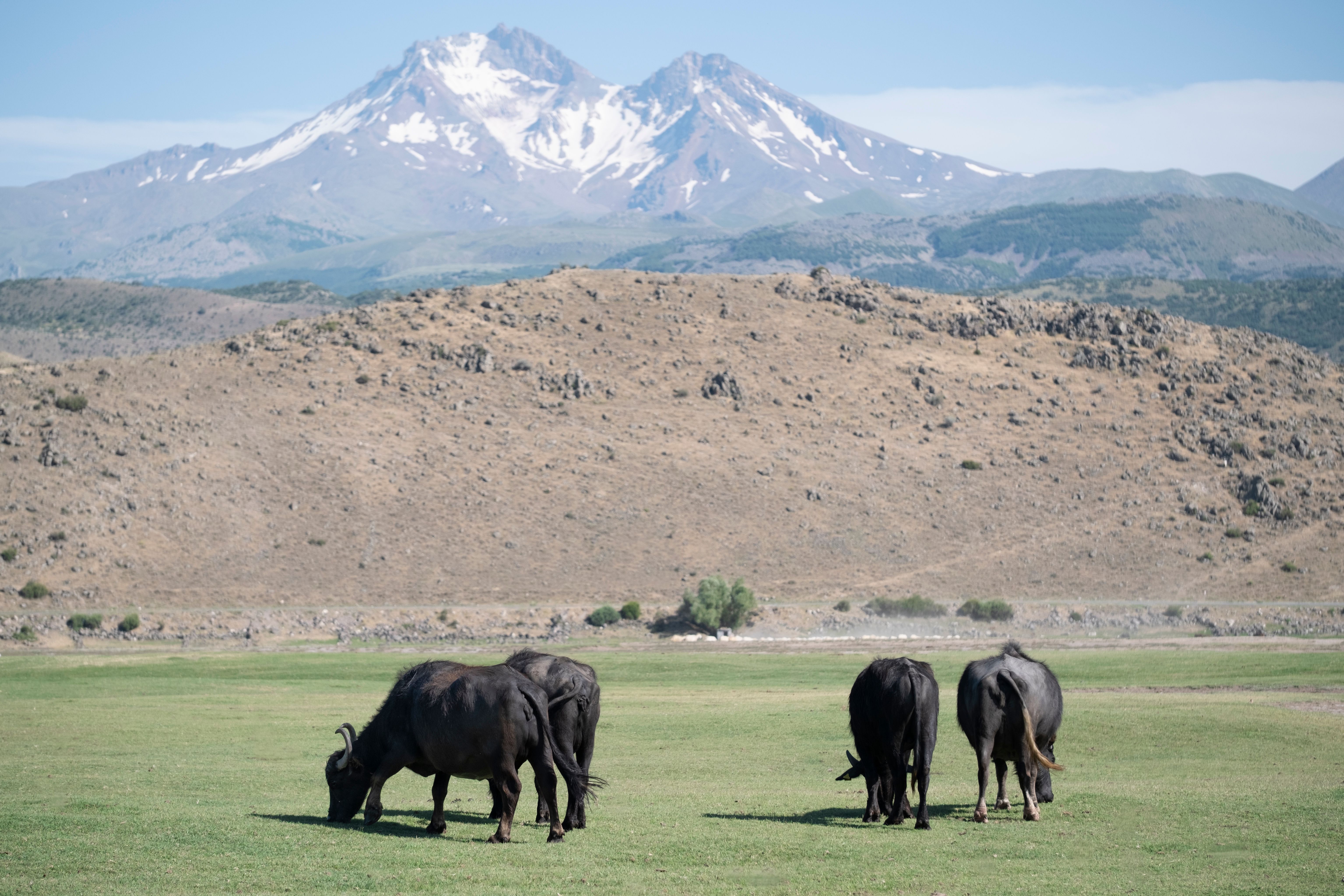 Bulls on Meadow in a Mountain Valley · Free Stock Photo