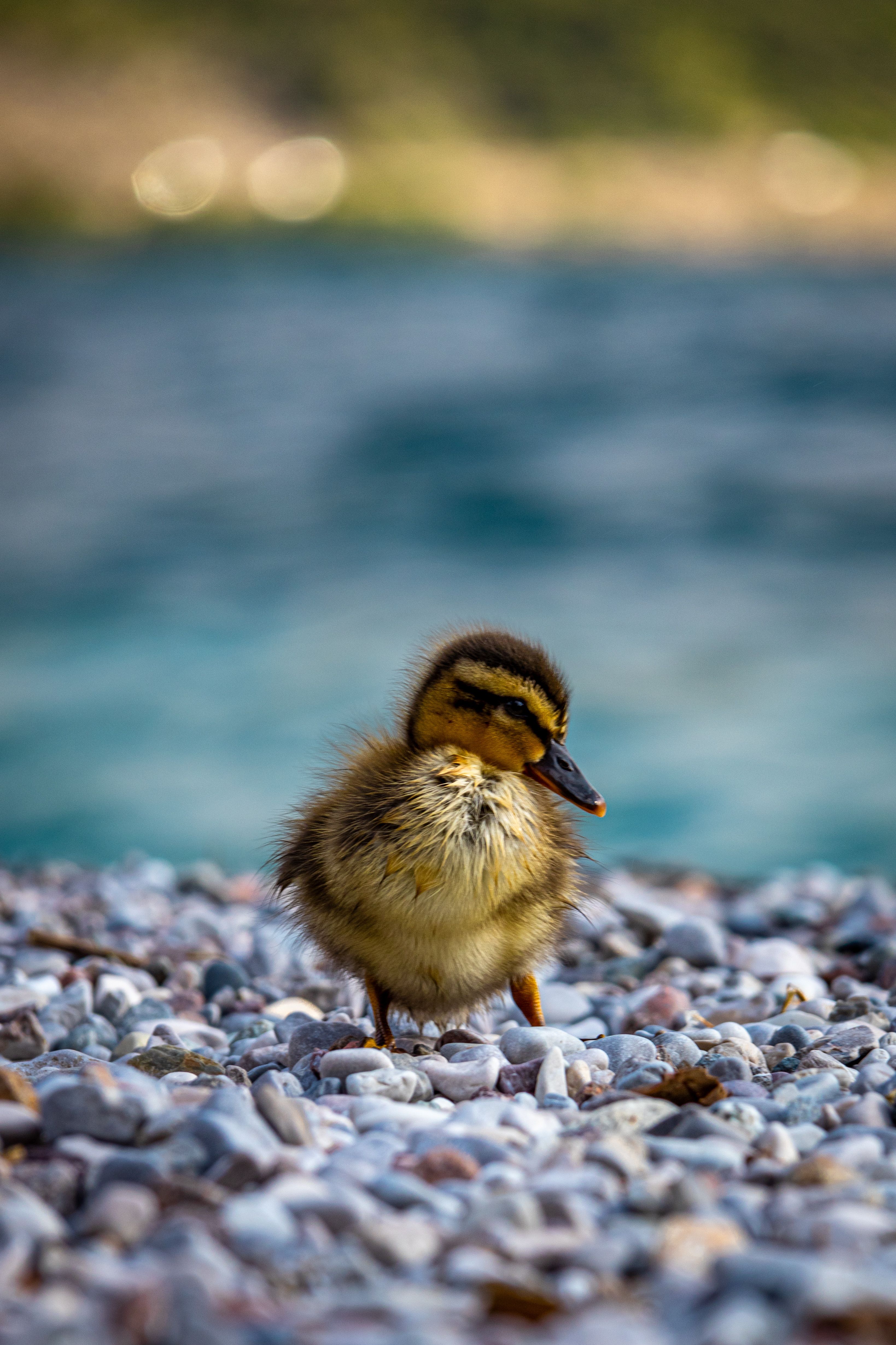 A small duckling standing on a rocky beach · Free Stock Photo