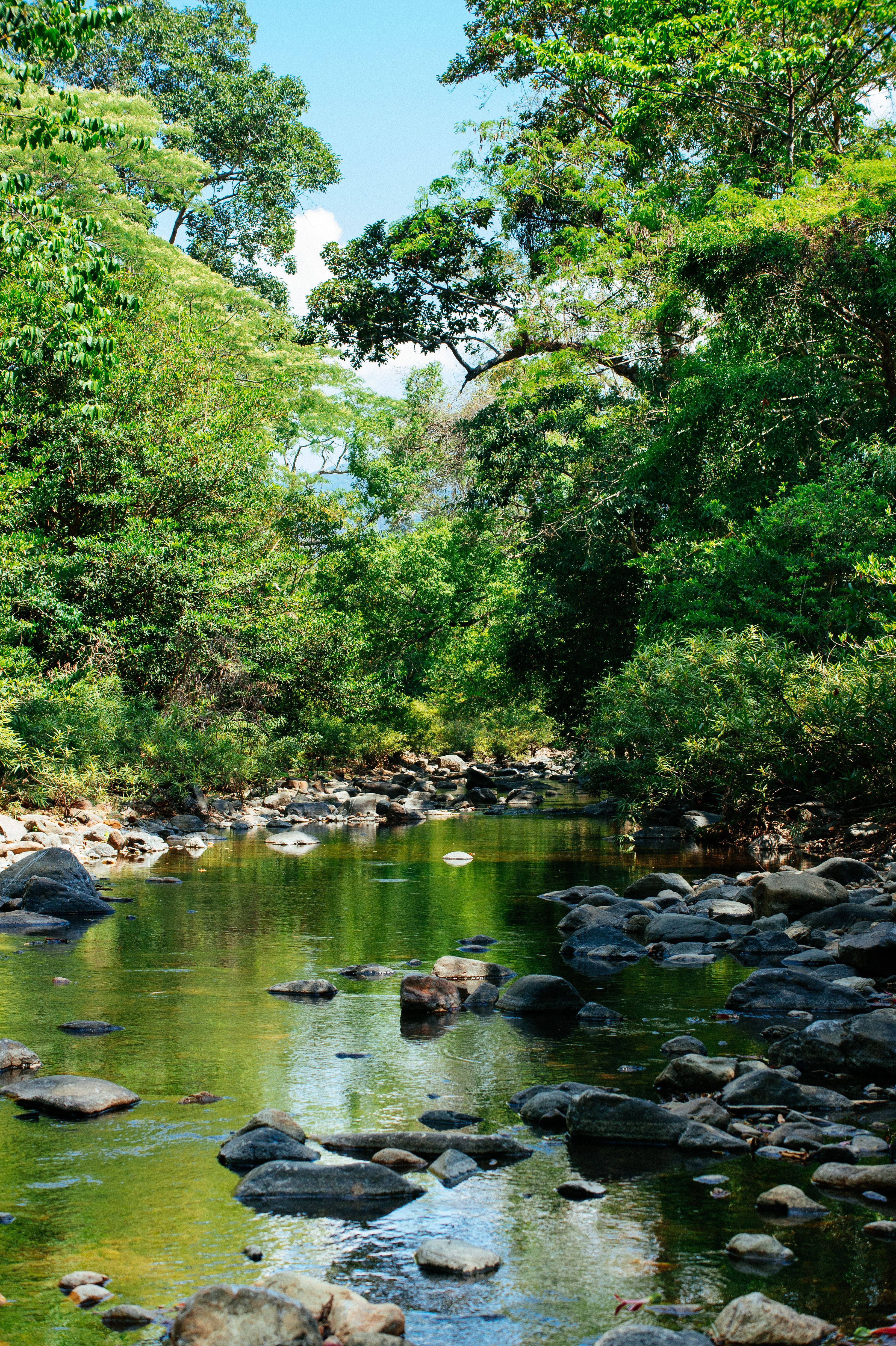 Rocks by River in Jungle · Free Stock Photo