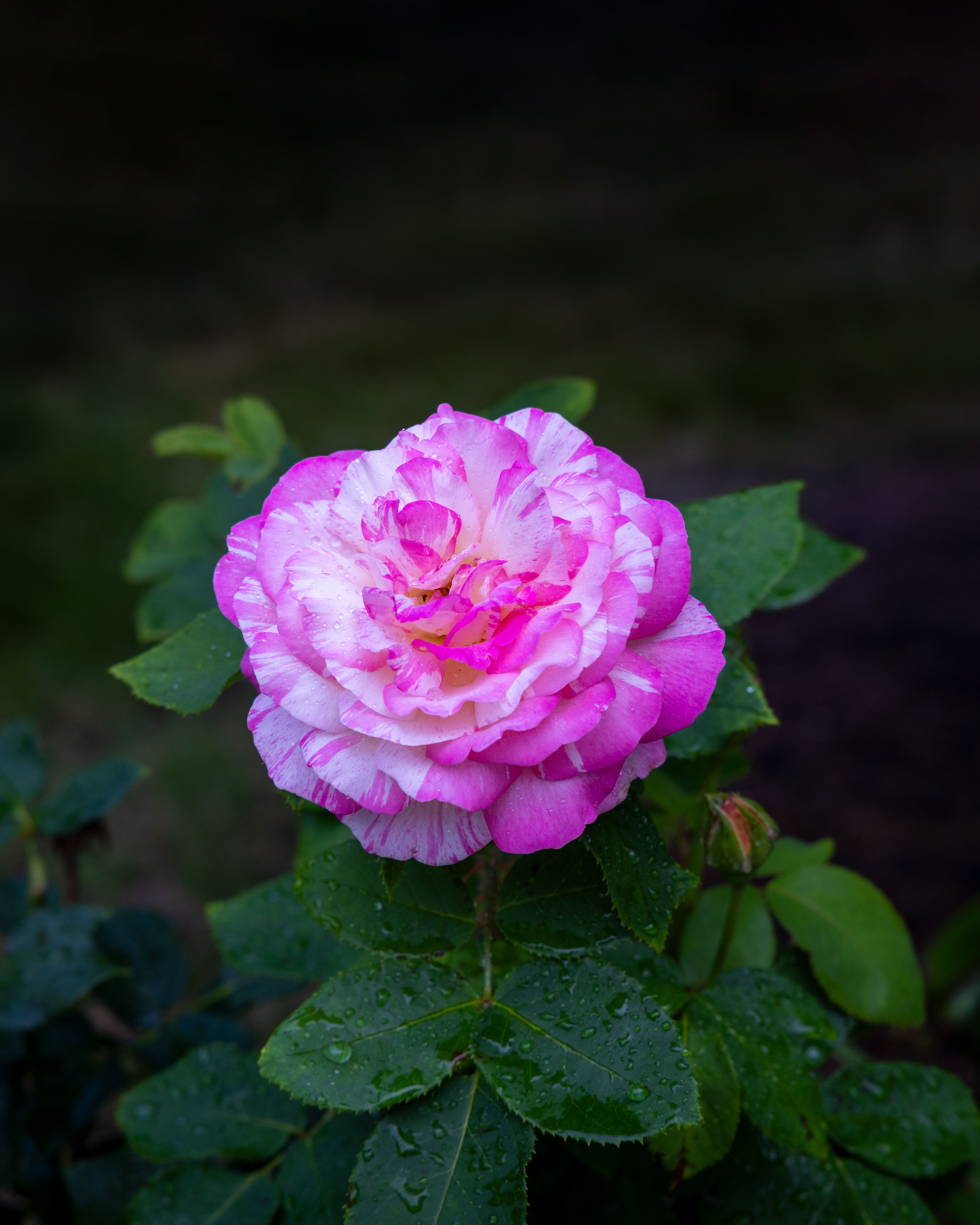 High Angle Close-up of a Pink Rose · Free Stock Photo