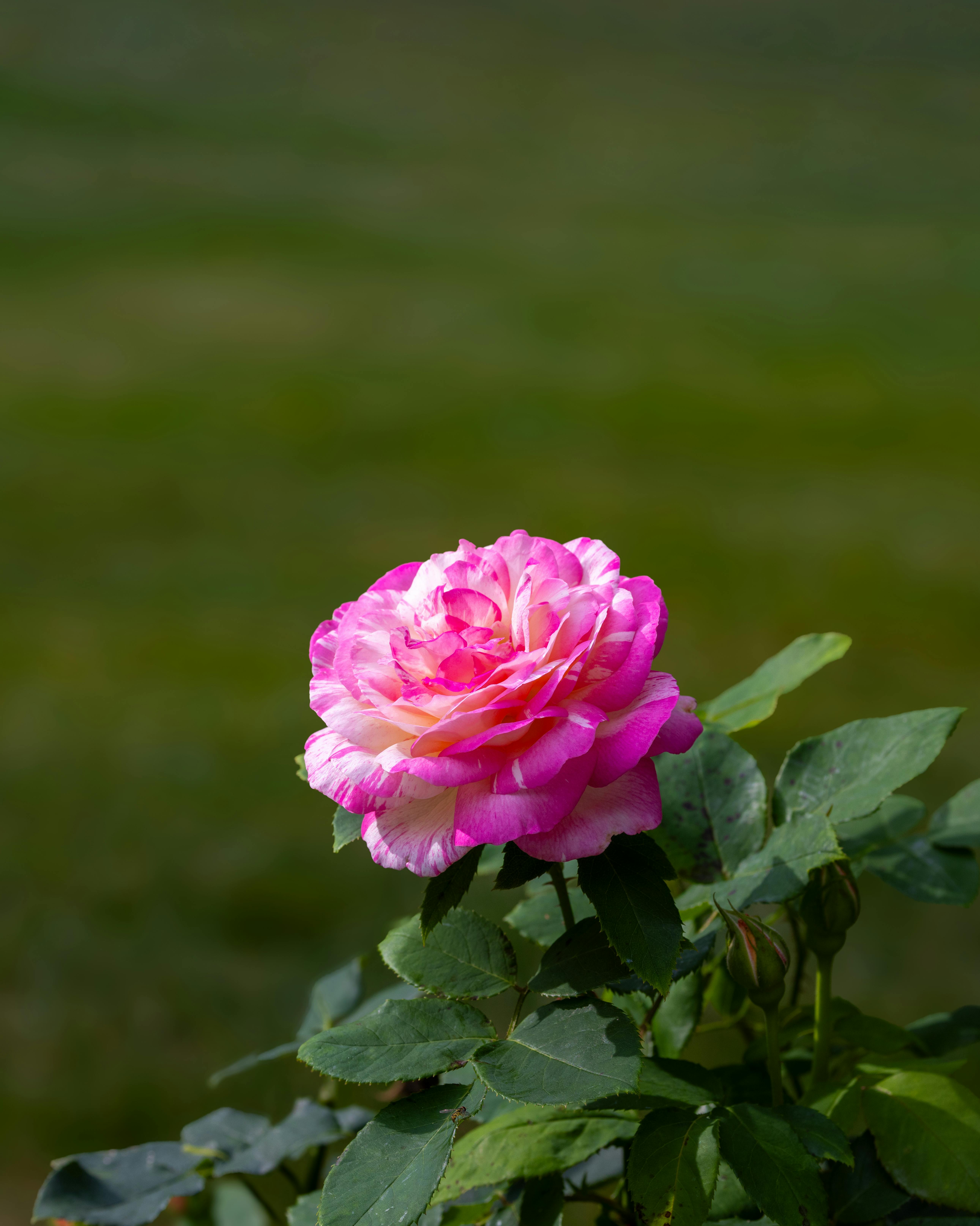 Close-up of a Pink Rose · Free Stock Photo