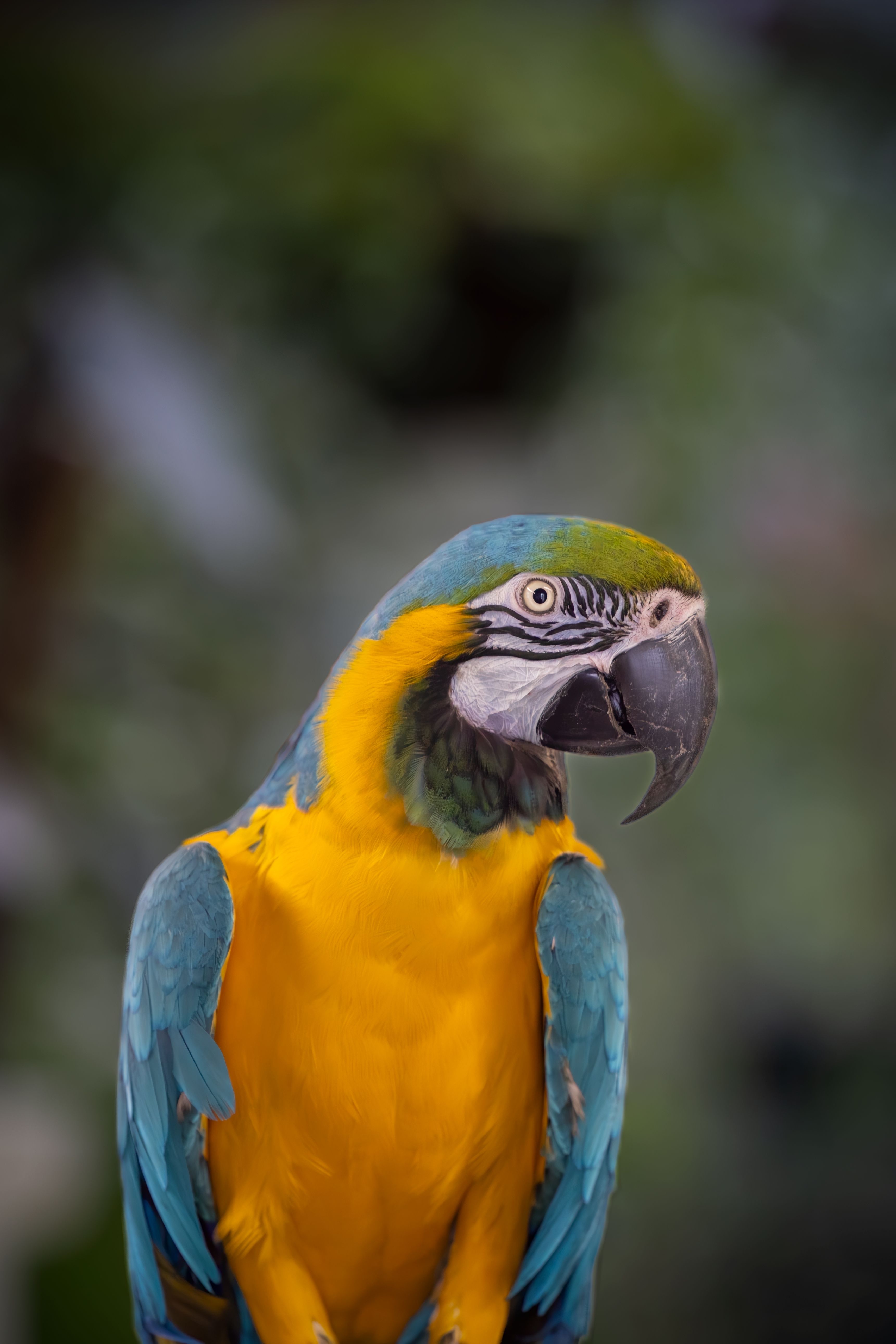 Close-up of a Parrot · Free Stock Photo