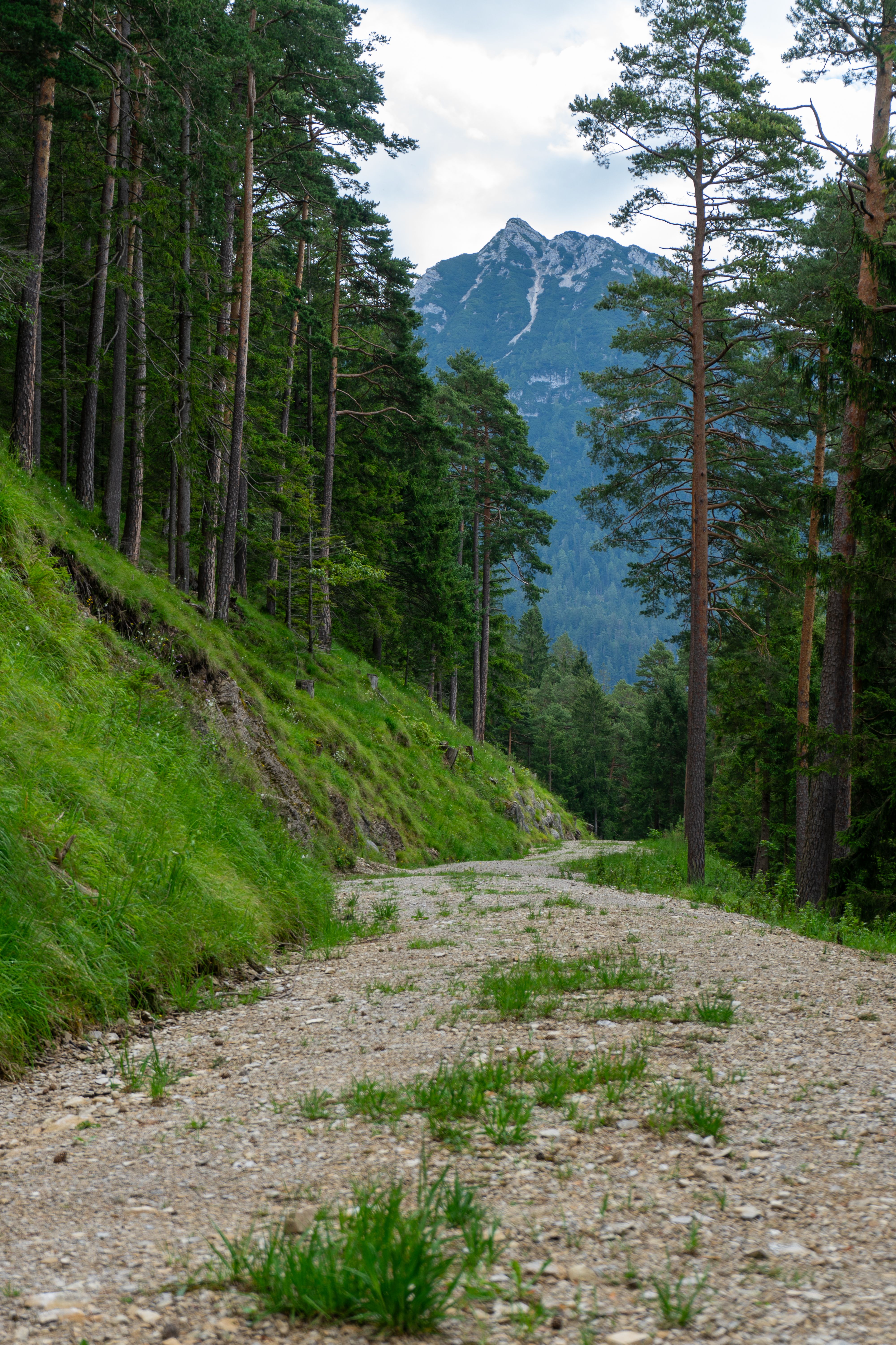 Path Through the Forest · Free Stock Photo