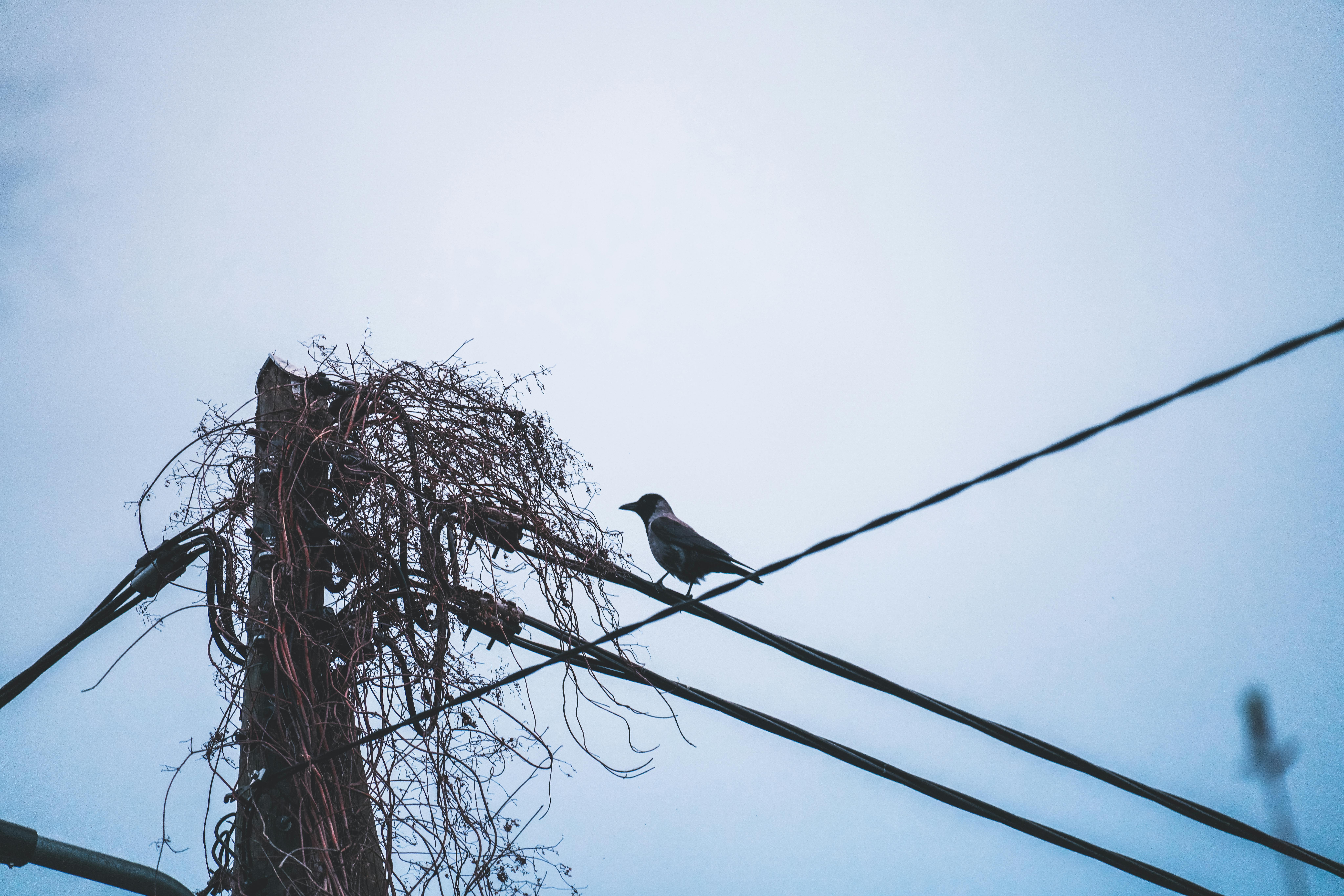 Crow On Electric Line Photos, Download The BEST Free Crow On Electric ...