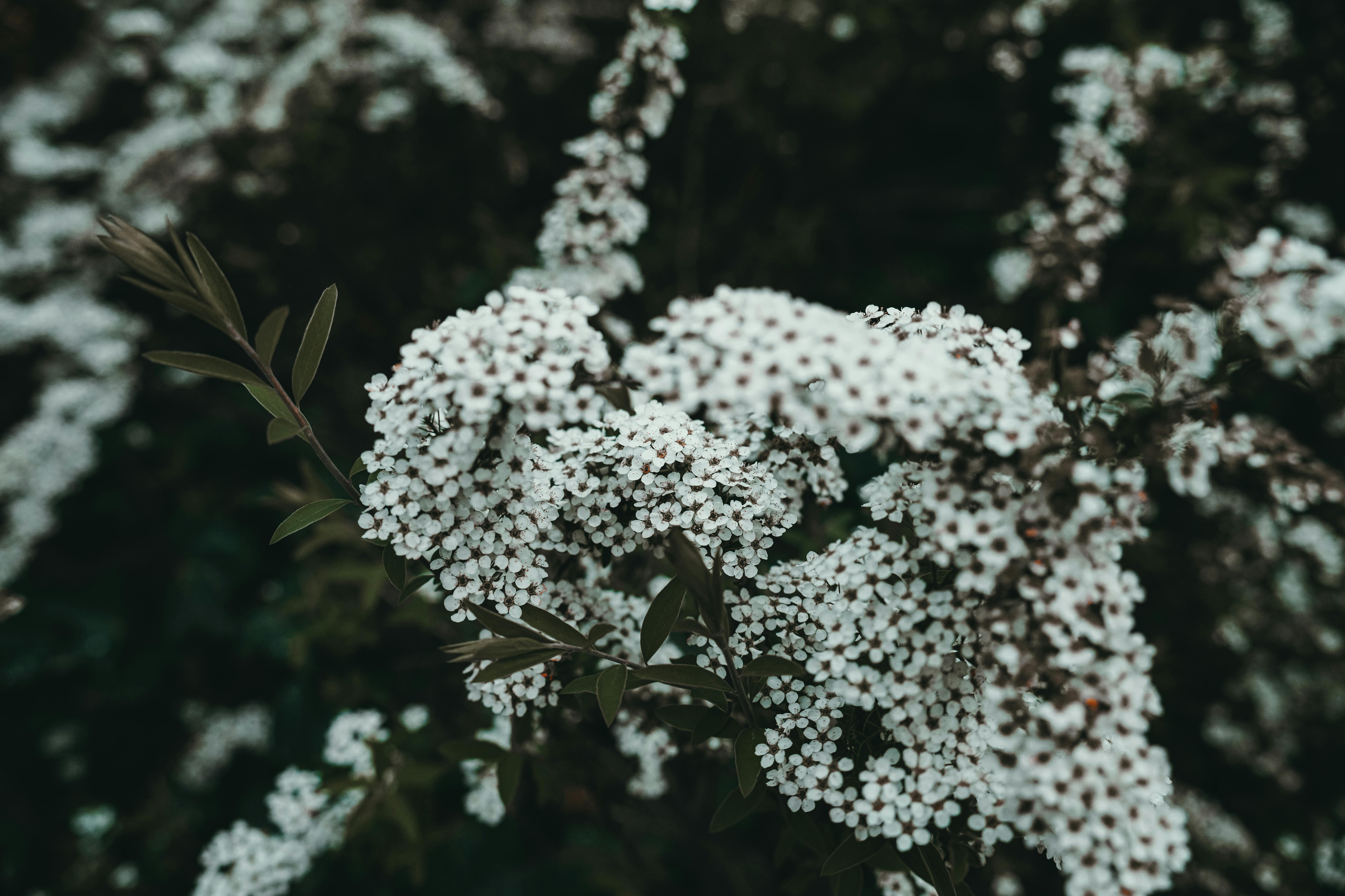 Close up of a Shrub · Free Stock Photo
