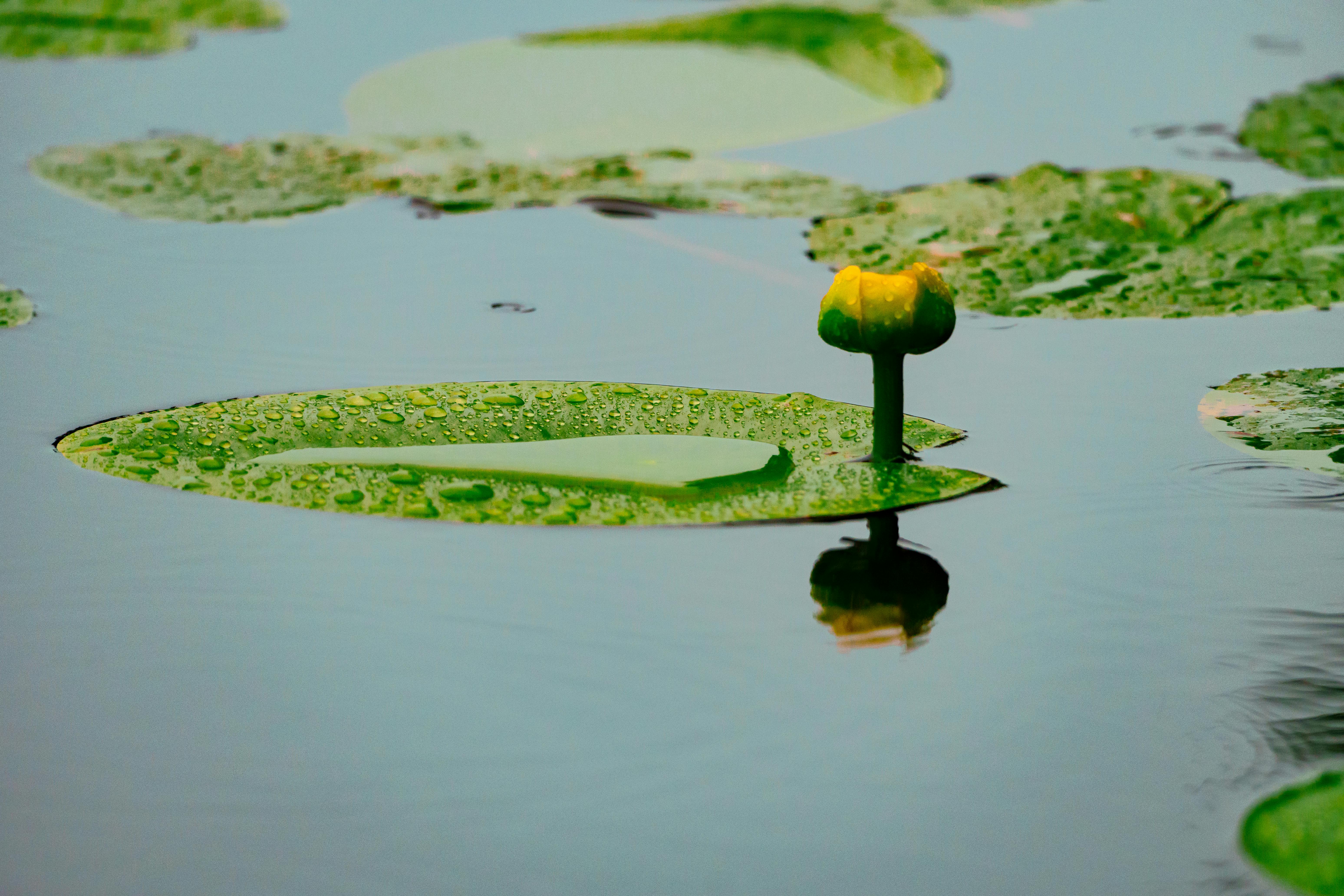 Lisa Lily Photos, Download The BEST Free Lisa Lily Stock Photos & HD Images