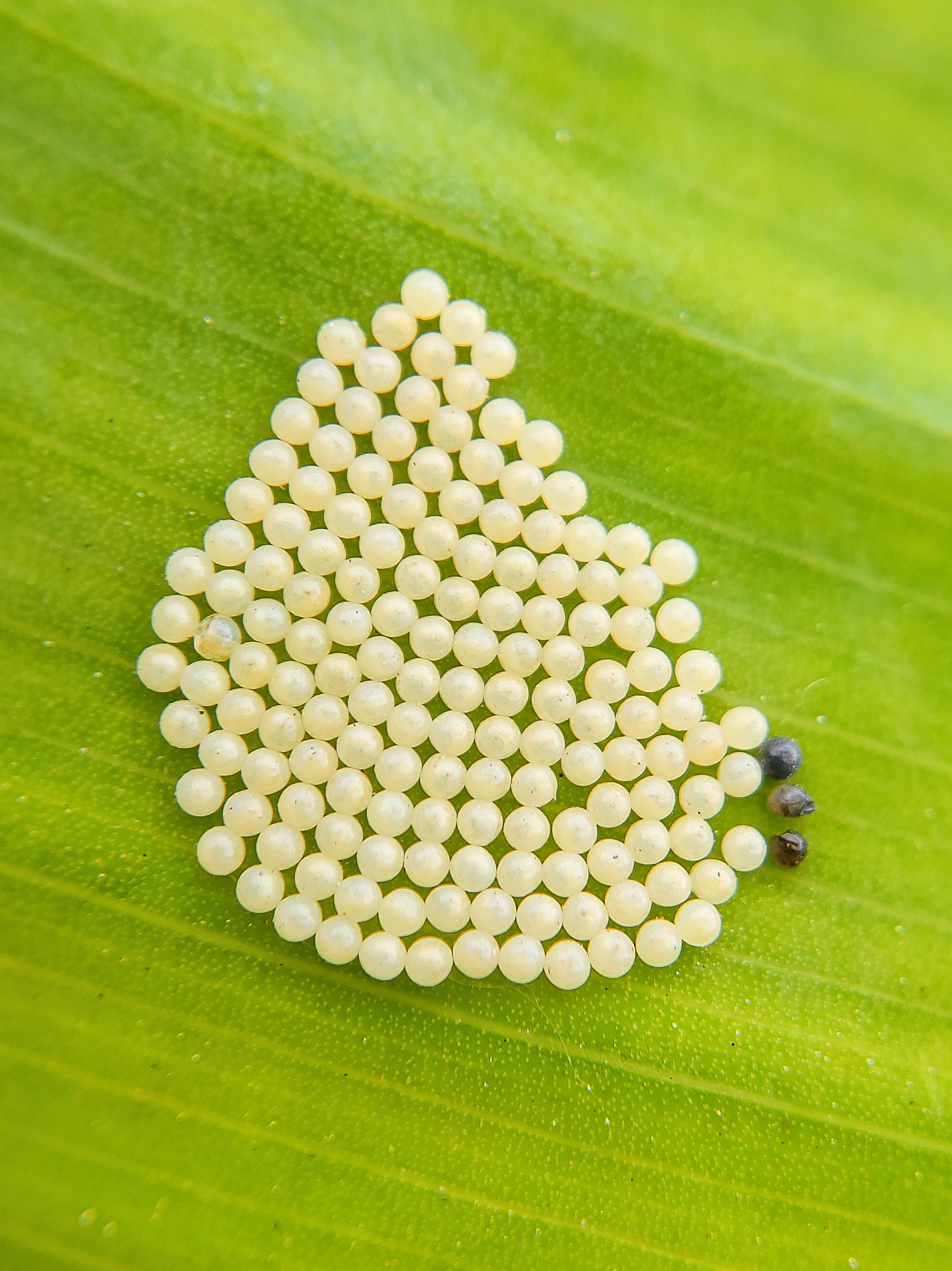 A small white egg on a leaf · Free Stock Photo