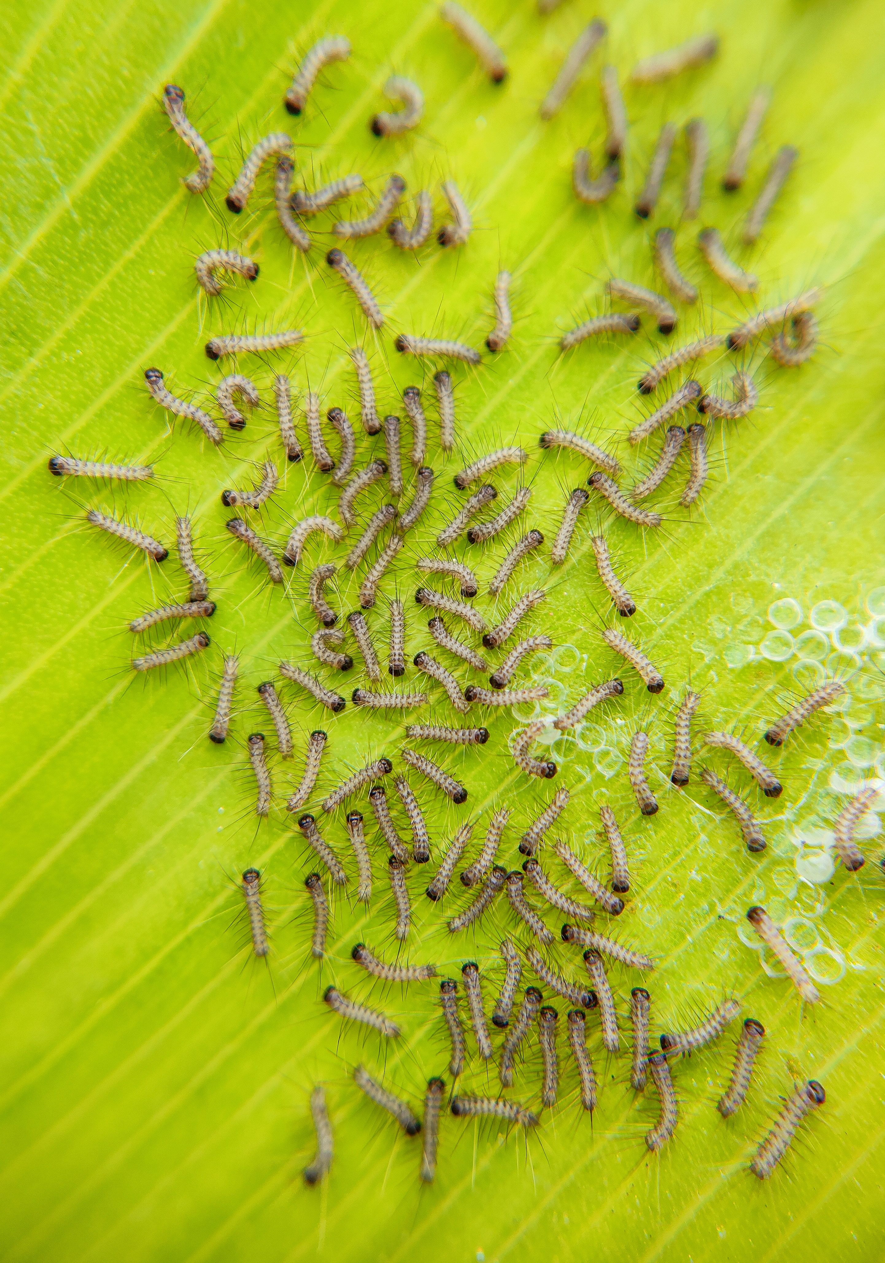 A close up of a bunch of bugs on a banana leaf · Free Stock Photo