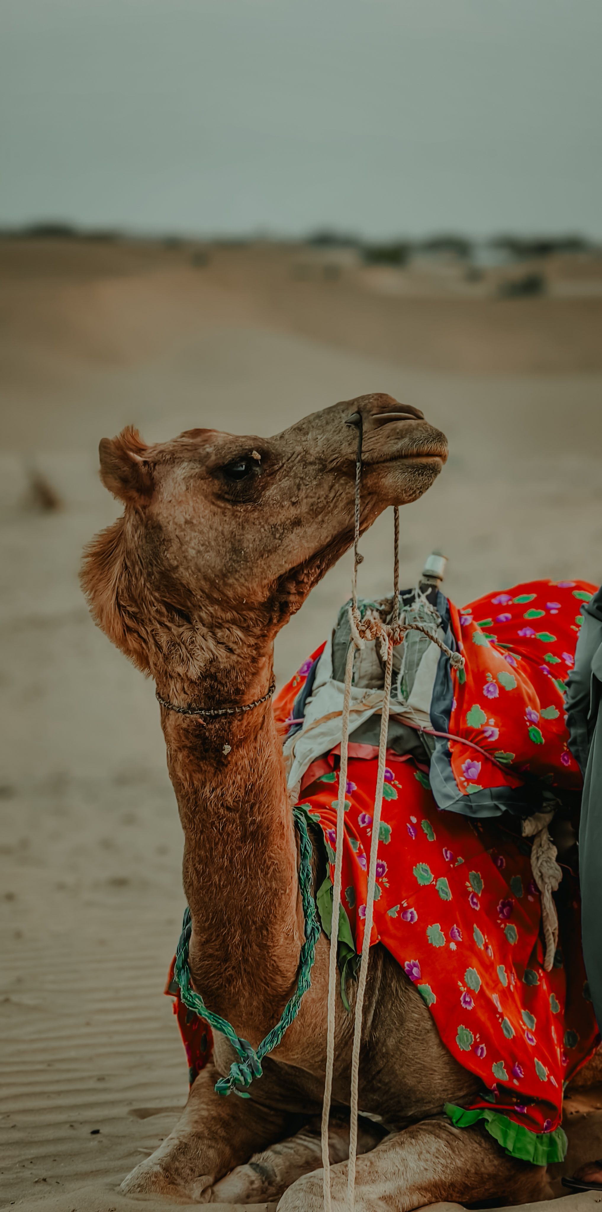 A camel with a red blanket on its back · Free Stock Photo
