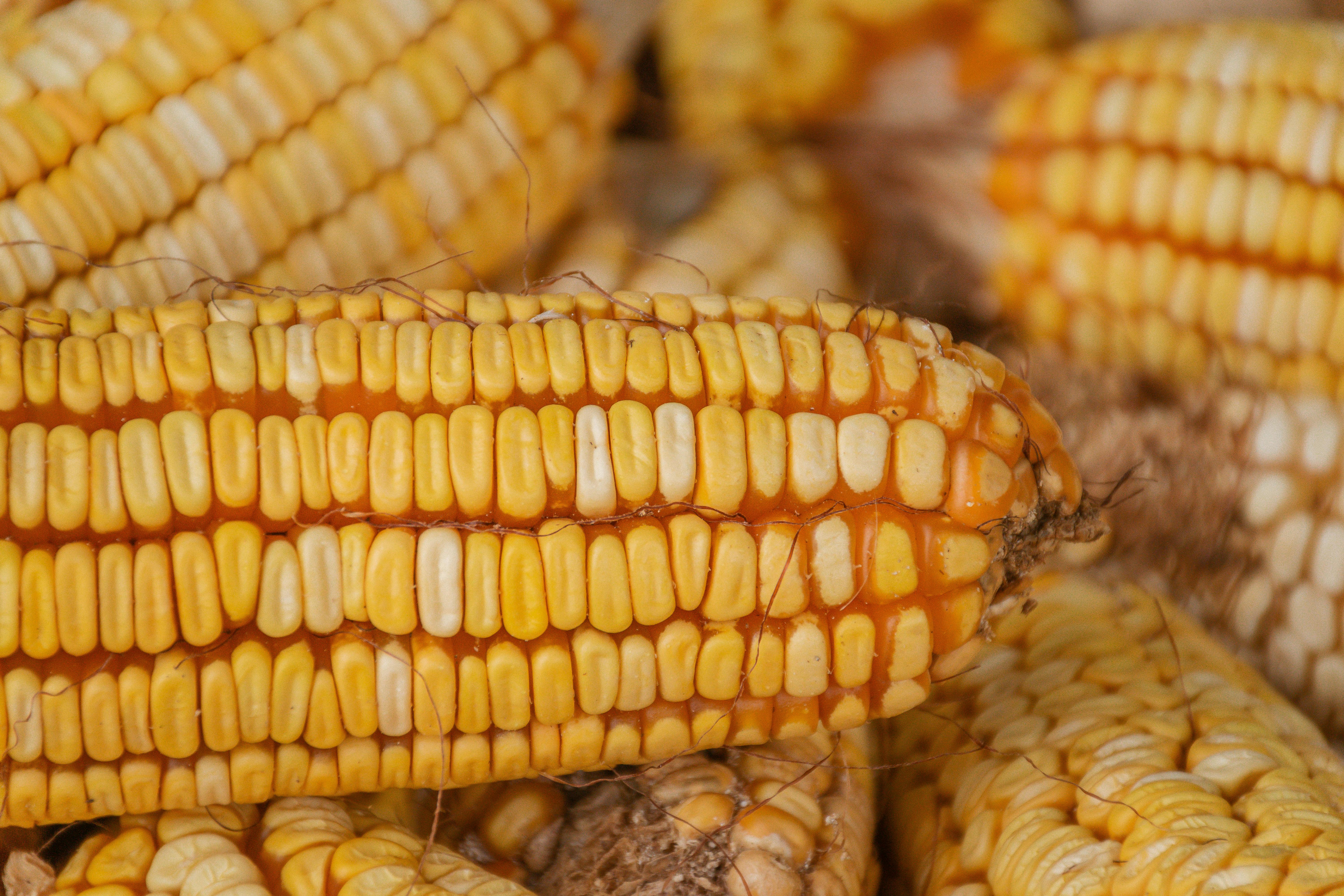 Abundance of Corn · Free Stock Photo