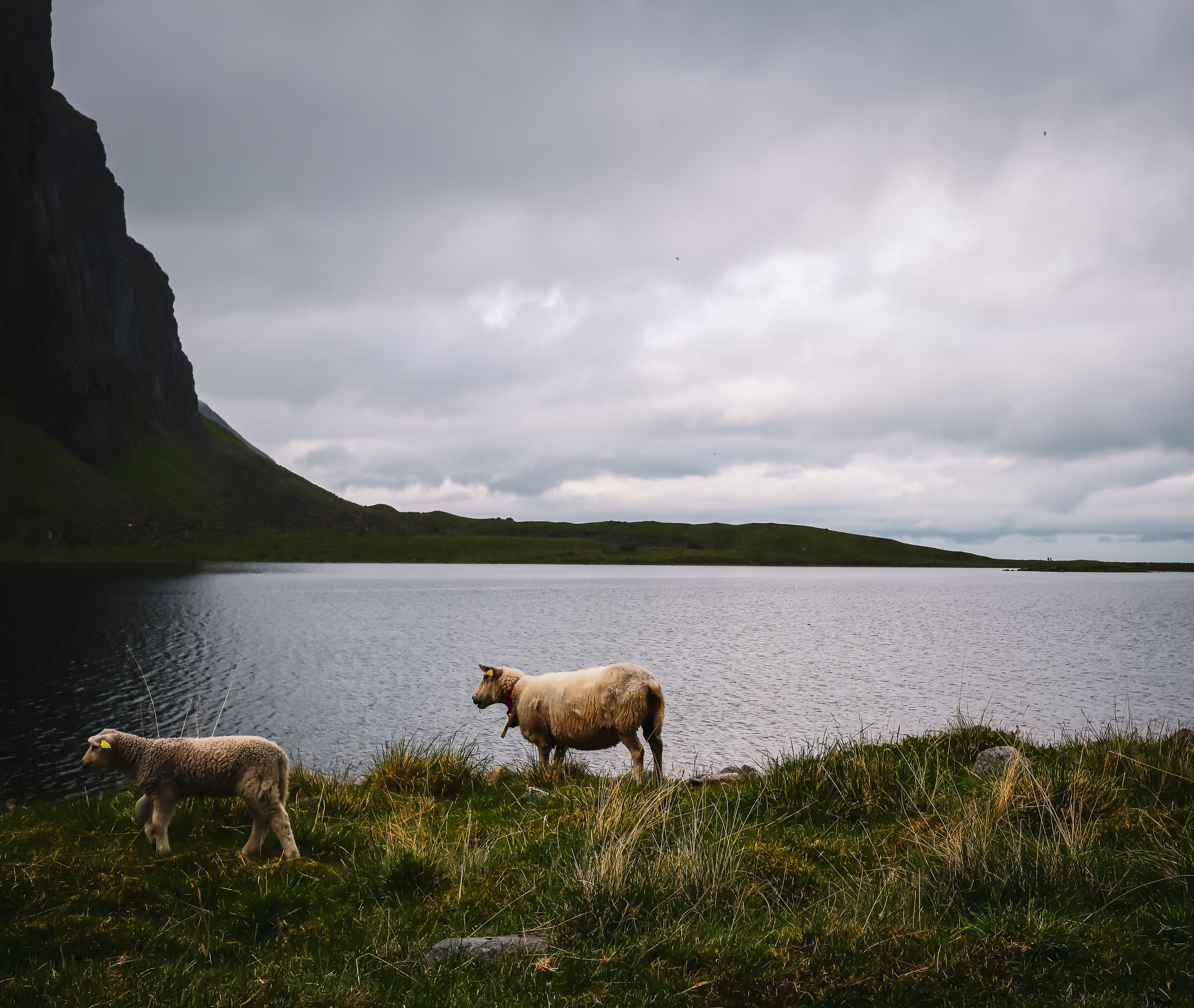 Sheep in Seaside · Free Stock Photo
