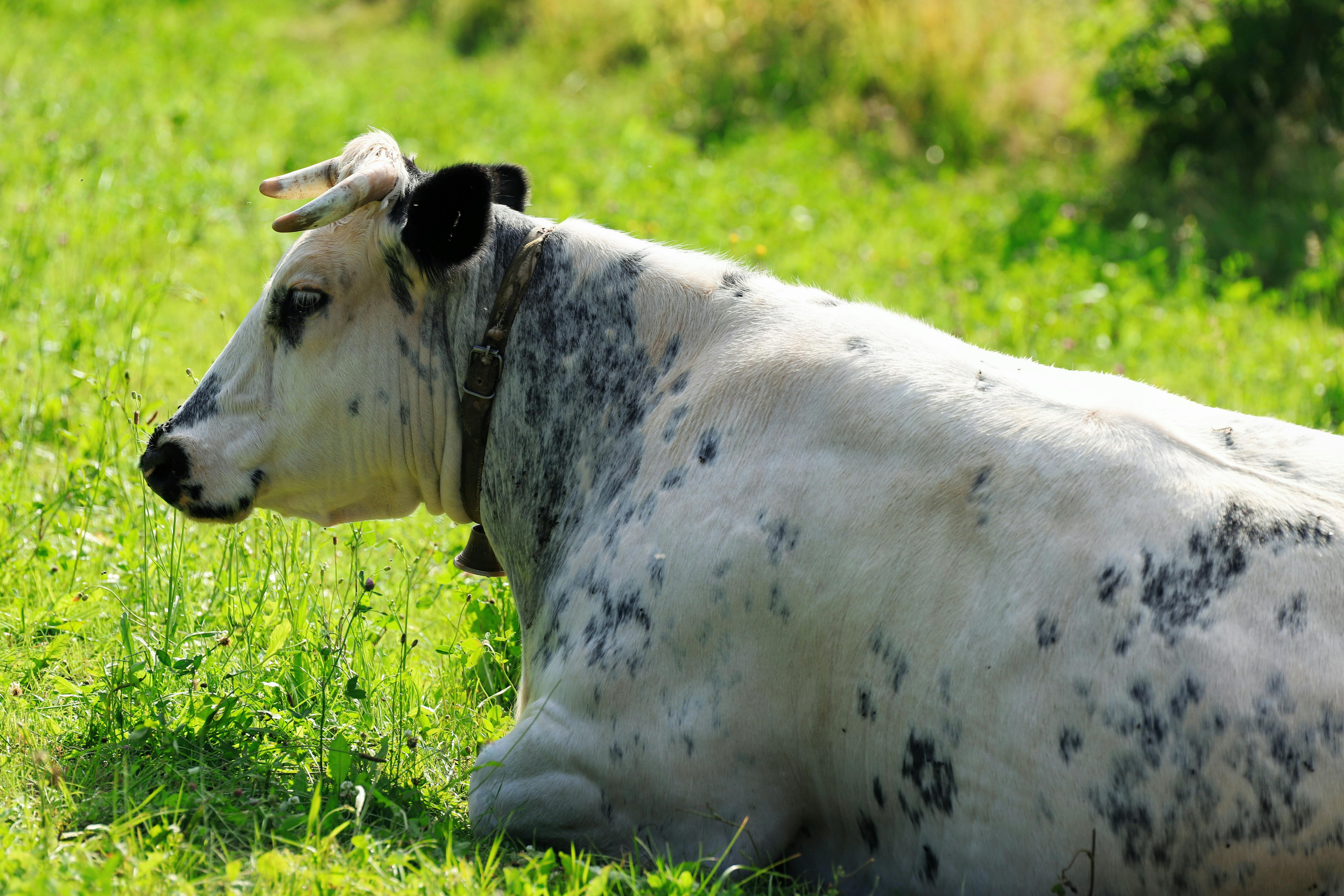 White Cow Lying Down on Field · Free Stock Photo