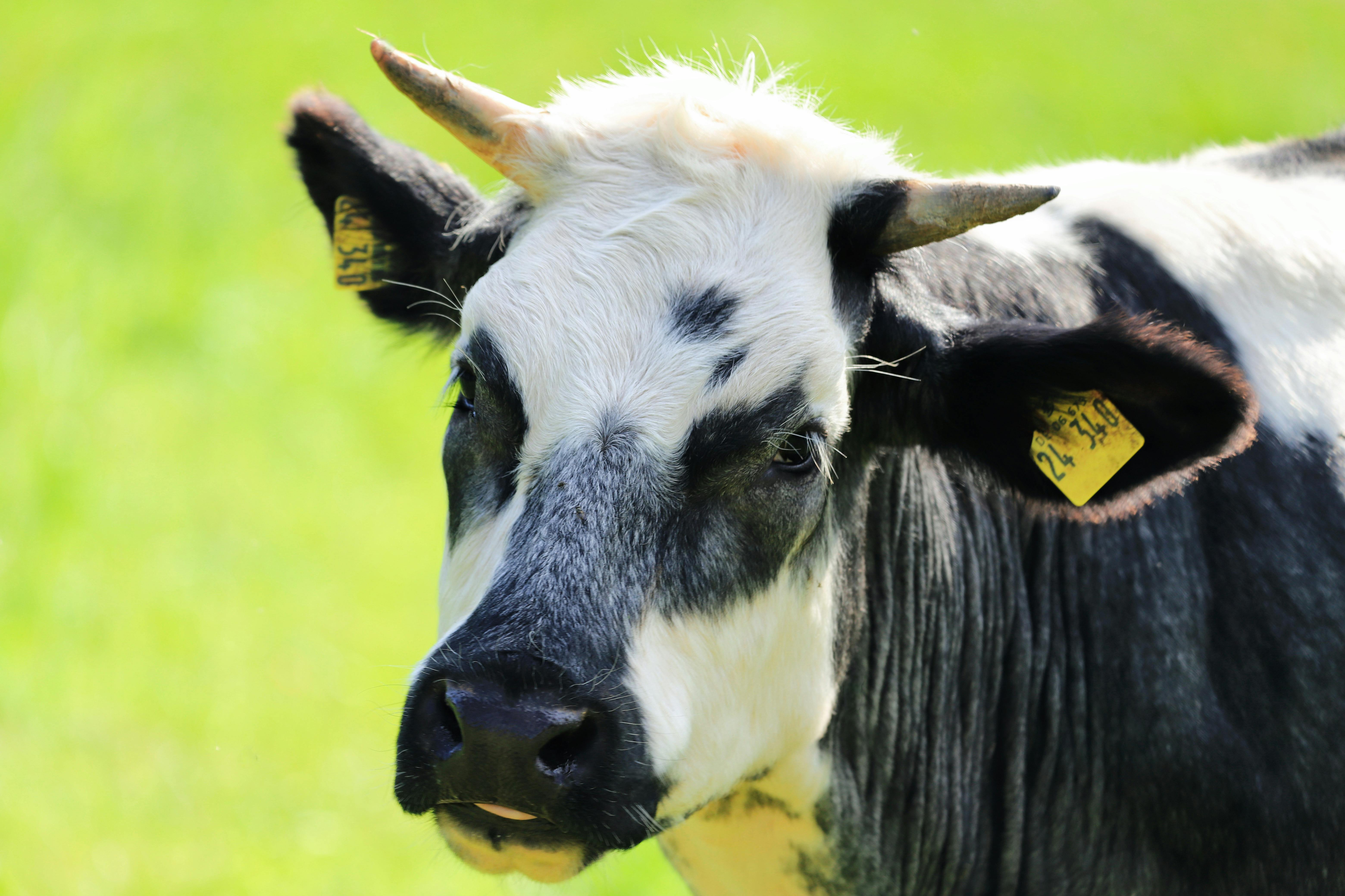 Close-up of a Cow on a Pasture · Free Stock Photo