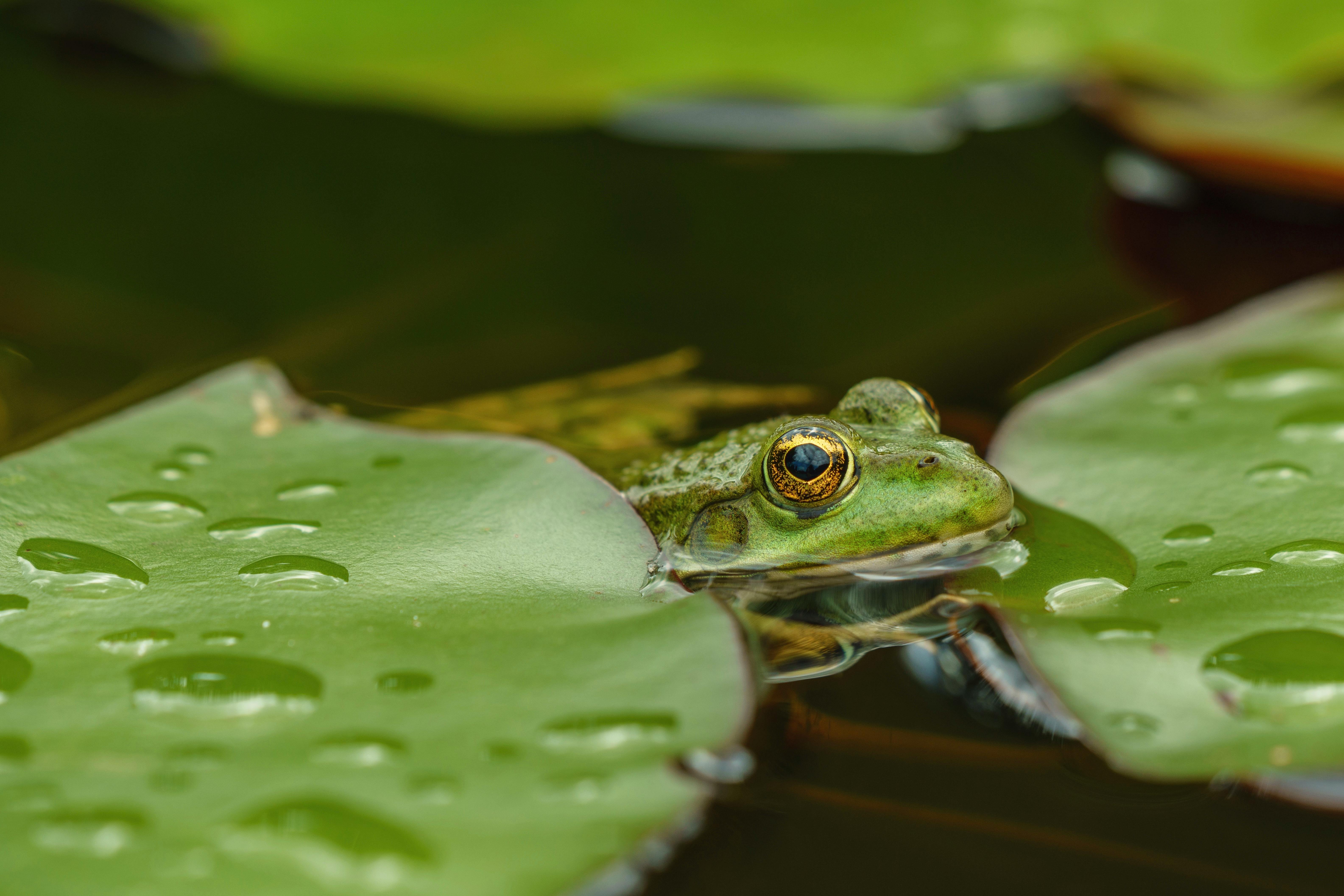Green Pond Frog in Nature · Free Stock Photo
