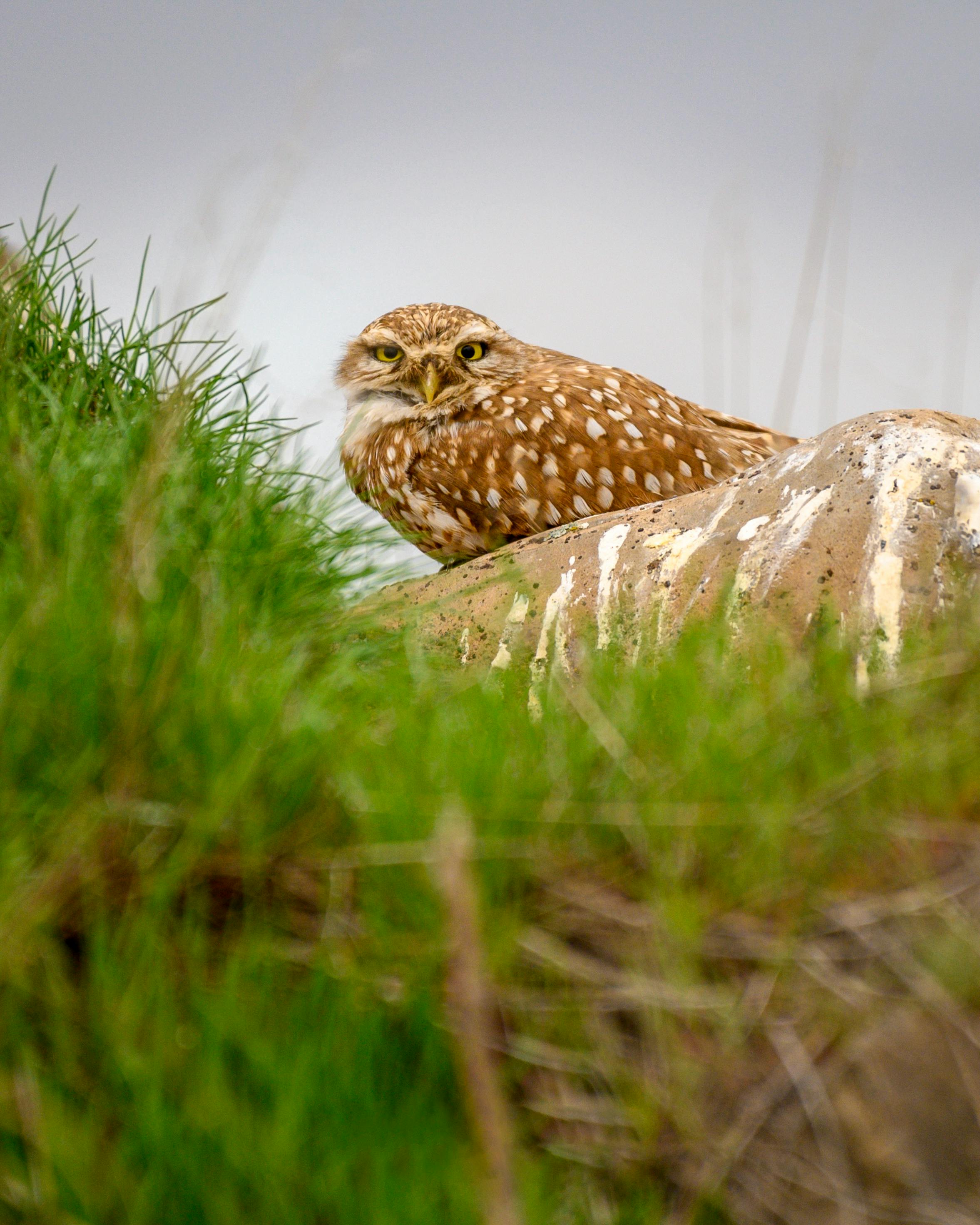 Owl Perched On A Rock · Free Stock Photo