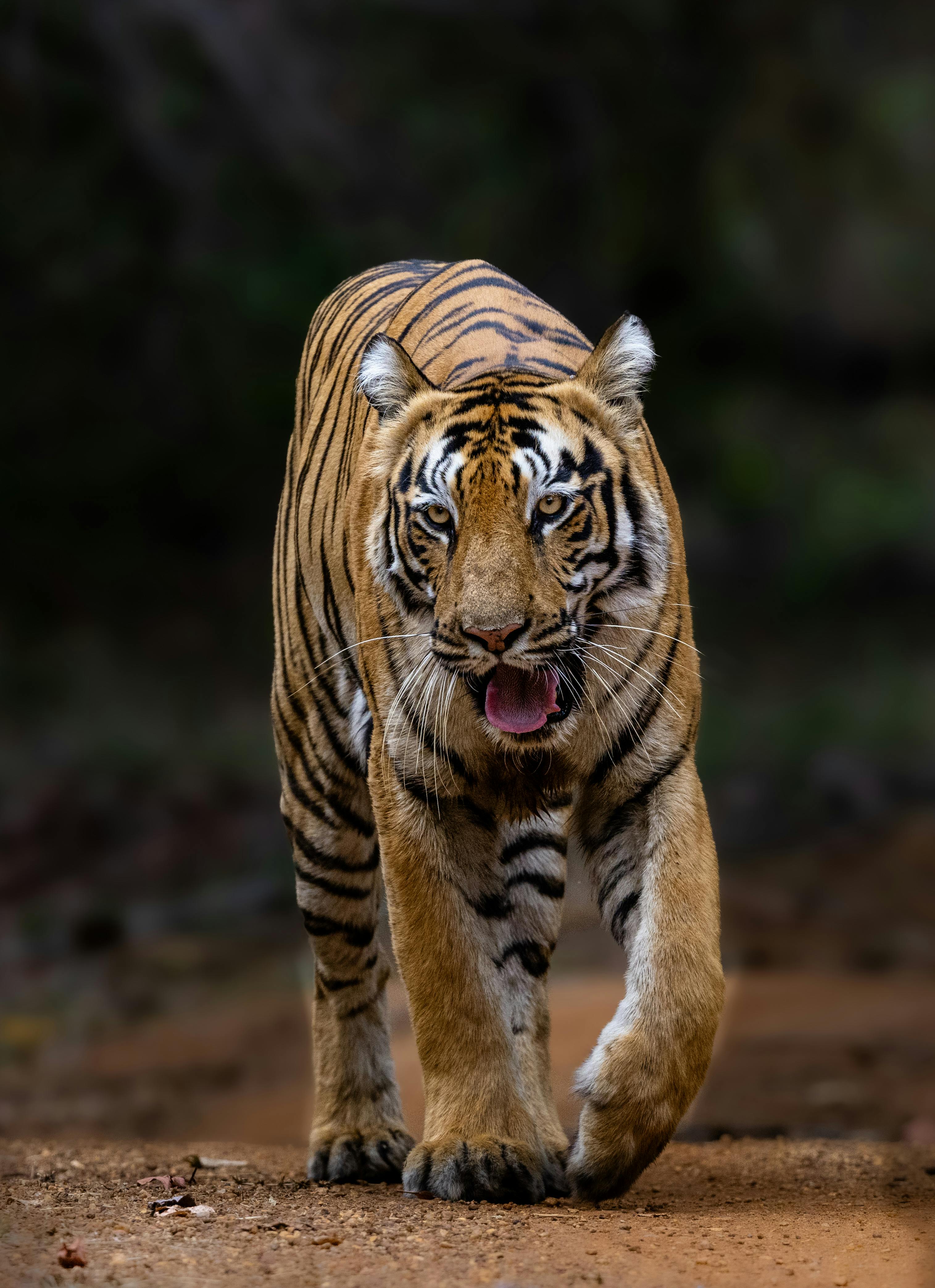 Tiger in Green Grass Near the Tree during Daytime · Free Stock Photo