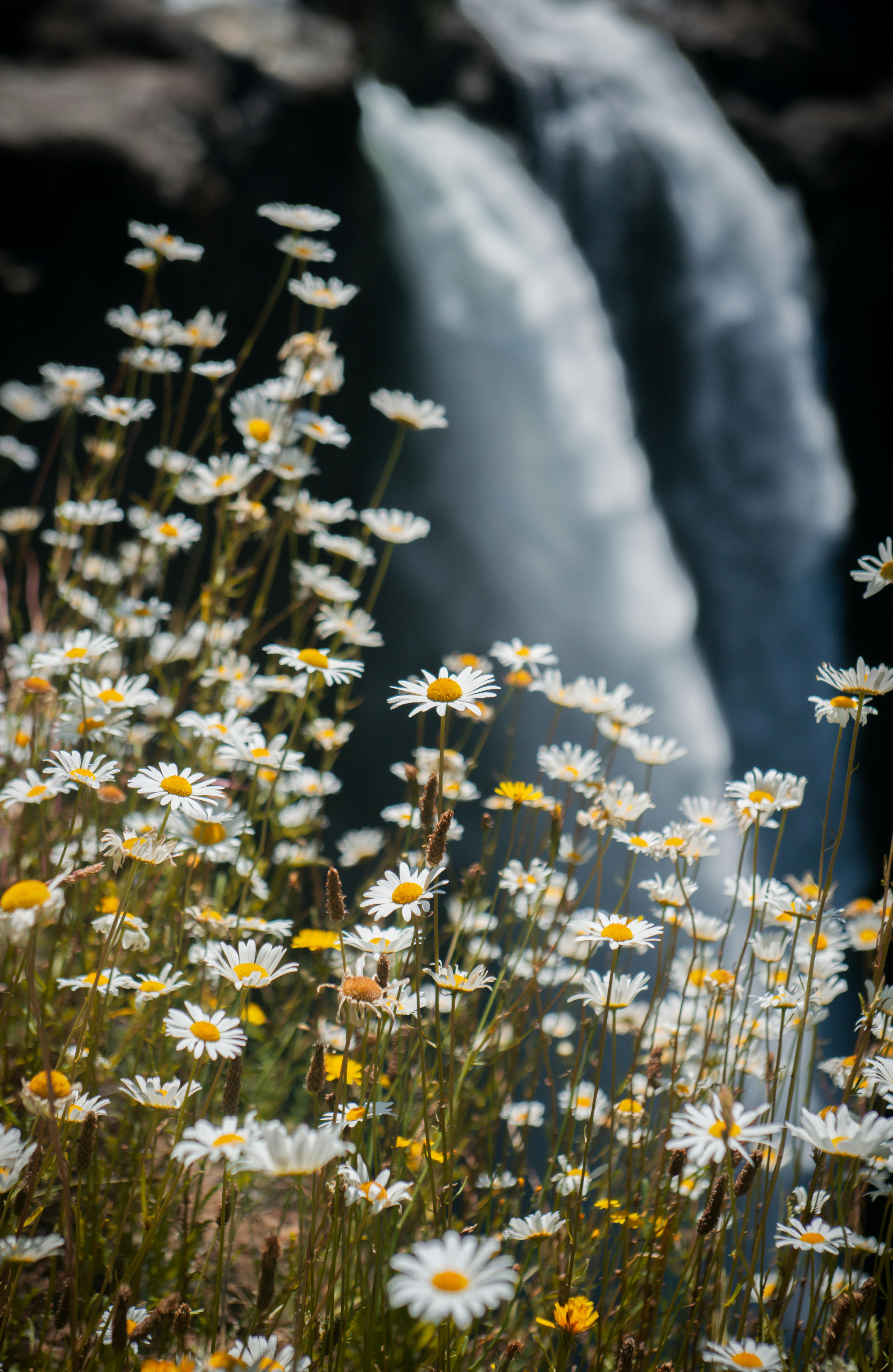 Flowers Field Waterfall Photos, Download The BEST Free Flowers Field ...