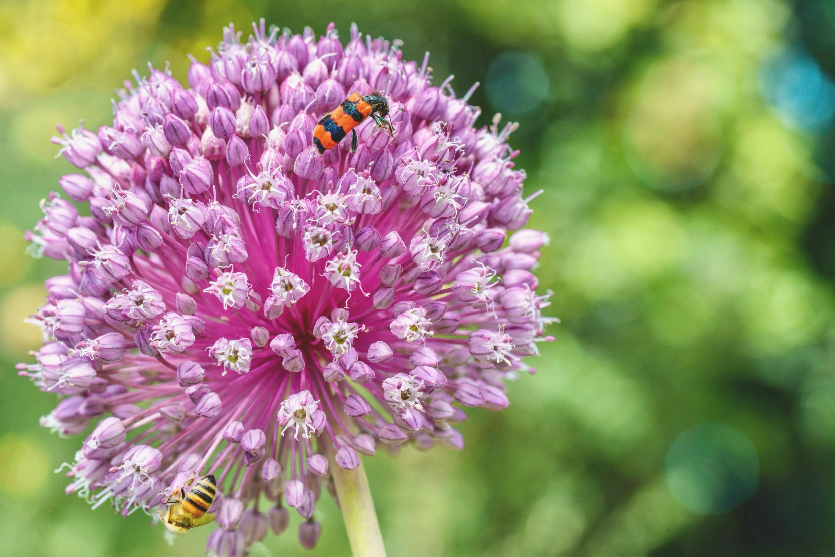 Insects on Round Headed Leek · Free Stock Photo