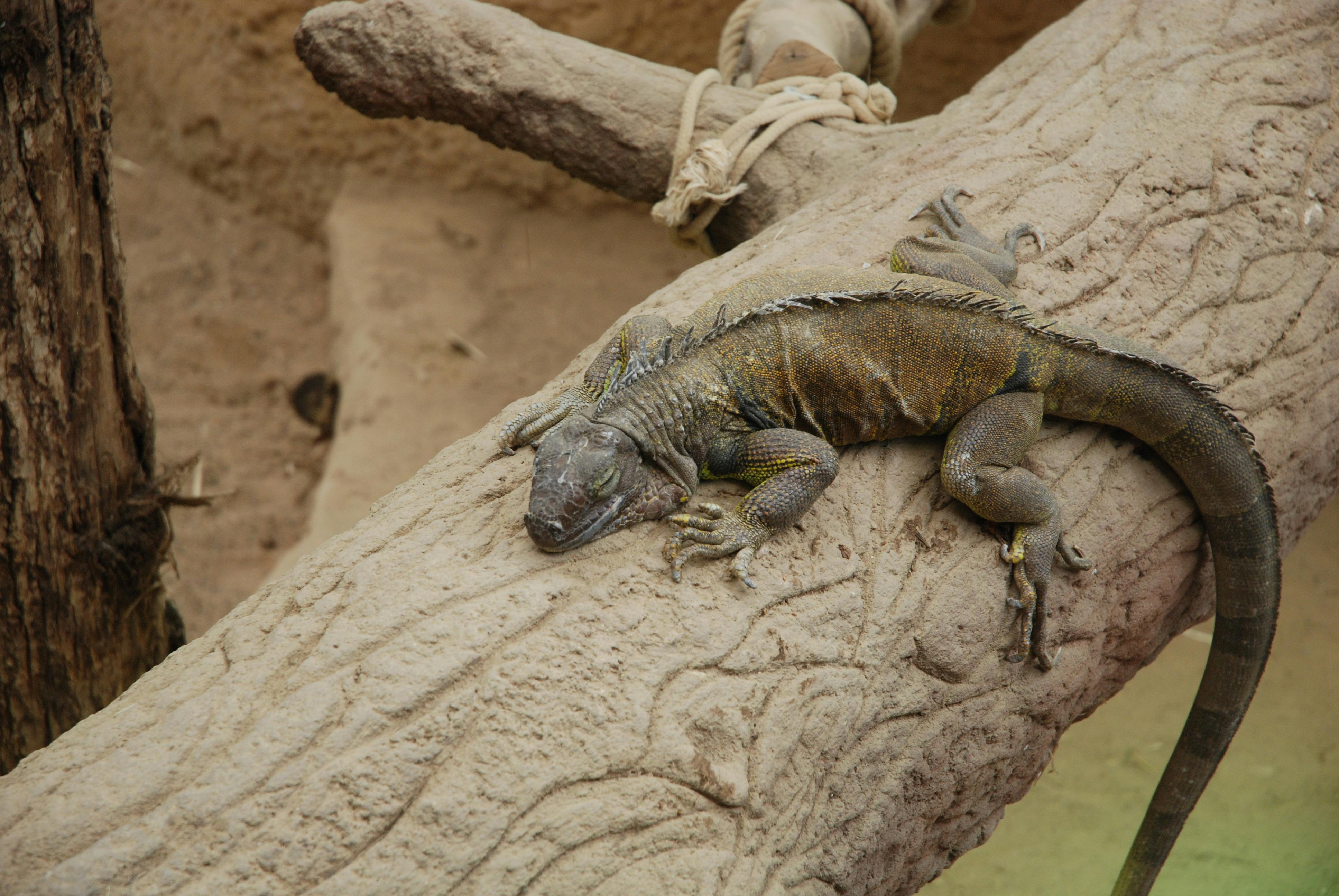 A Leguan on a Tree · Free Stock Photo