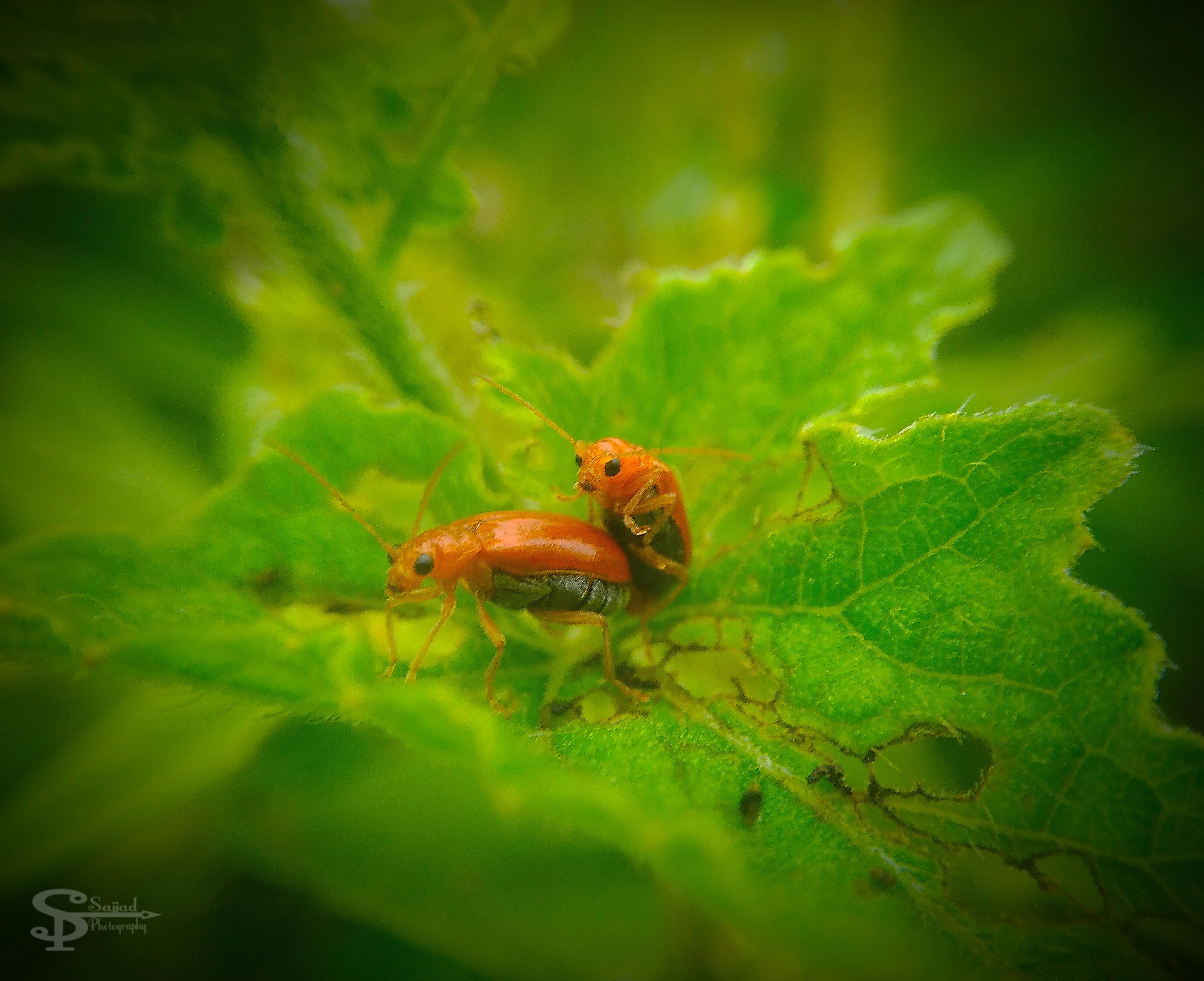 Md Sajjad Hossain · Photography