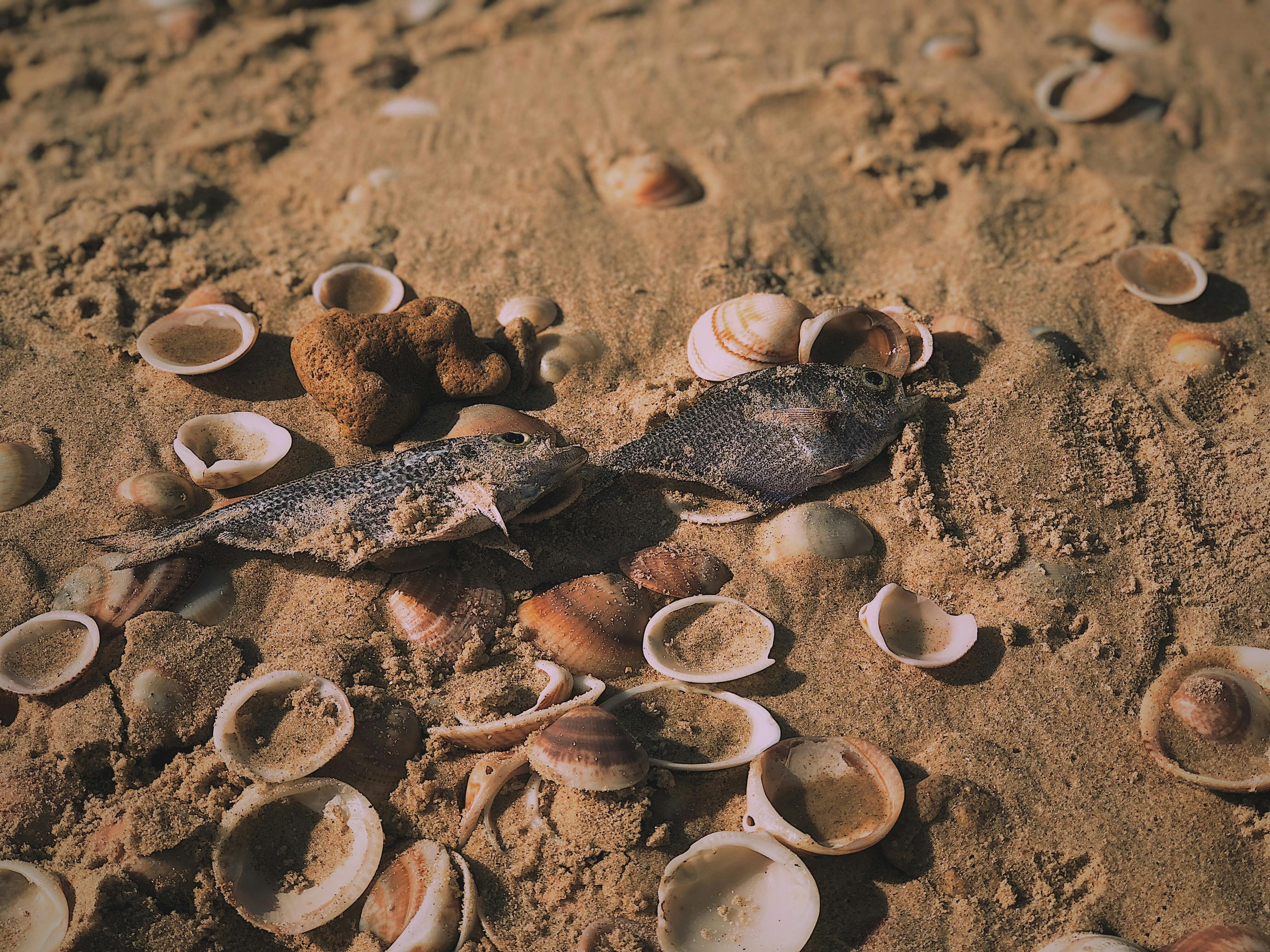 Shells On Shore · Free Stock Photo