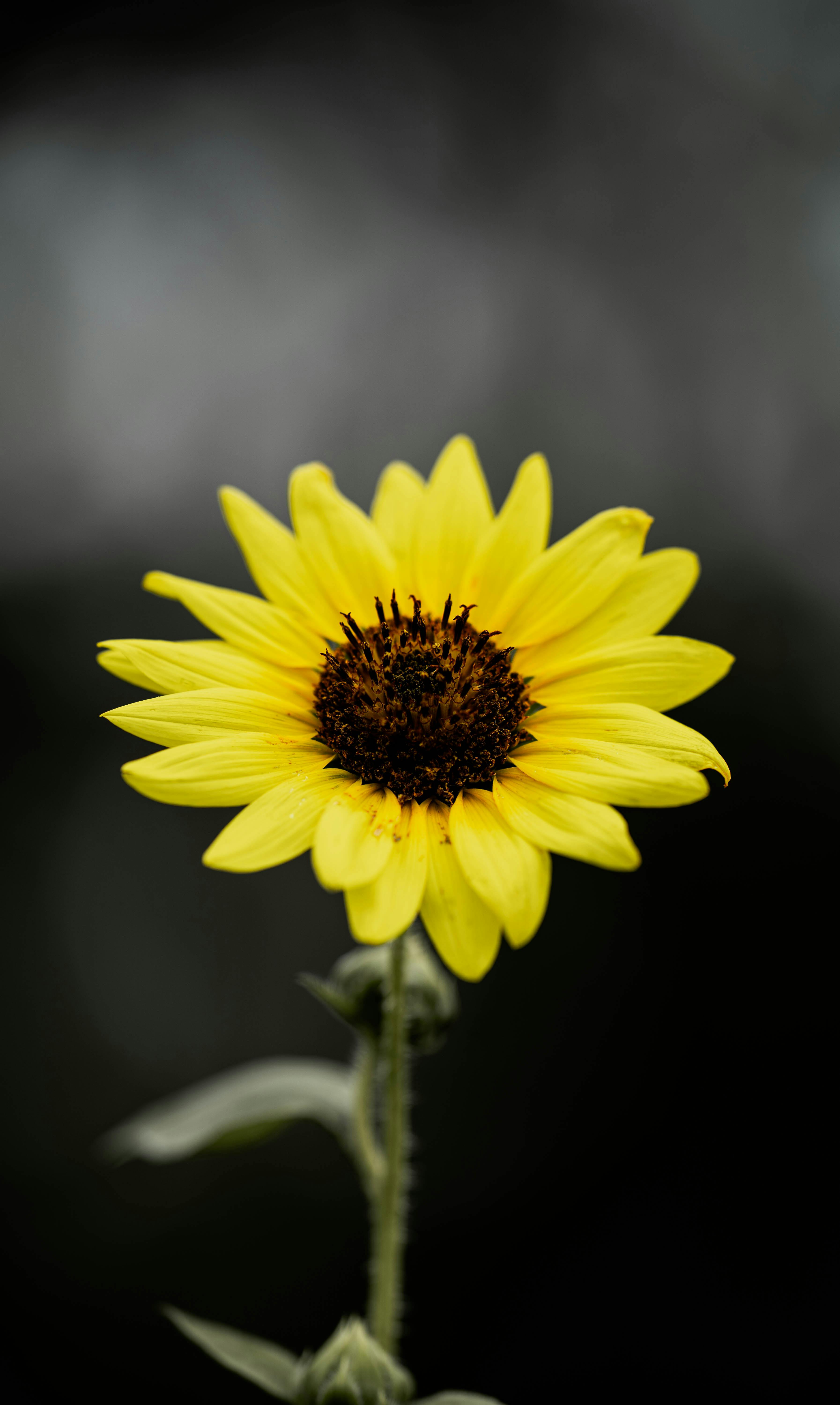 Single Blooming Flower · Free Stock Photo