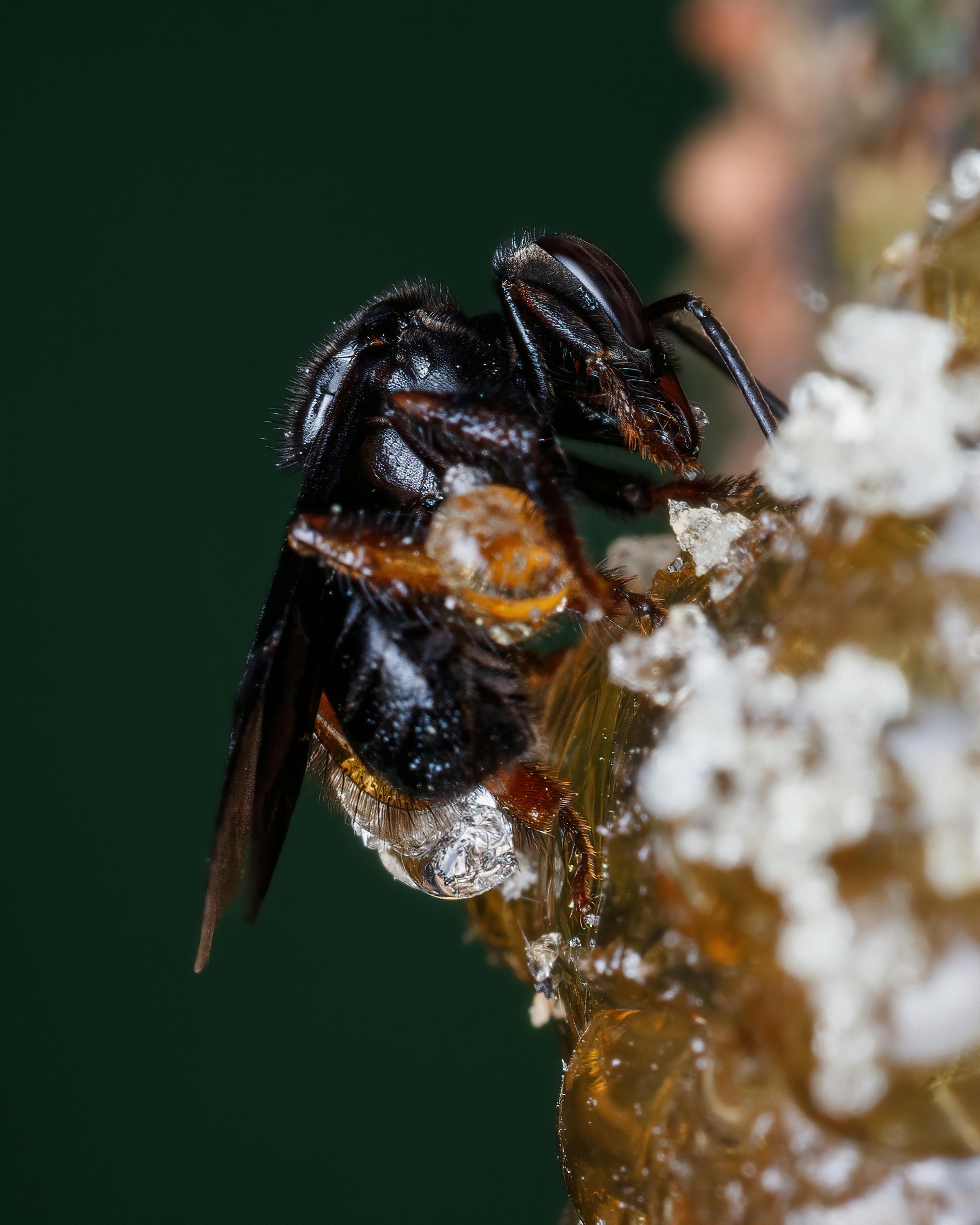 Beetle Bug Drawing 2d Shapes Photos, Download The BEST Free Beetle Bug ...