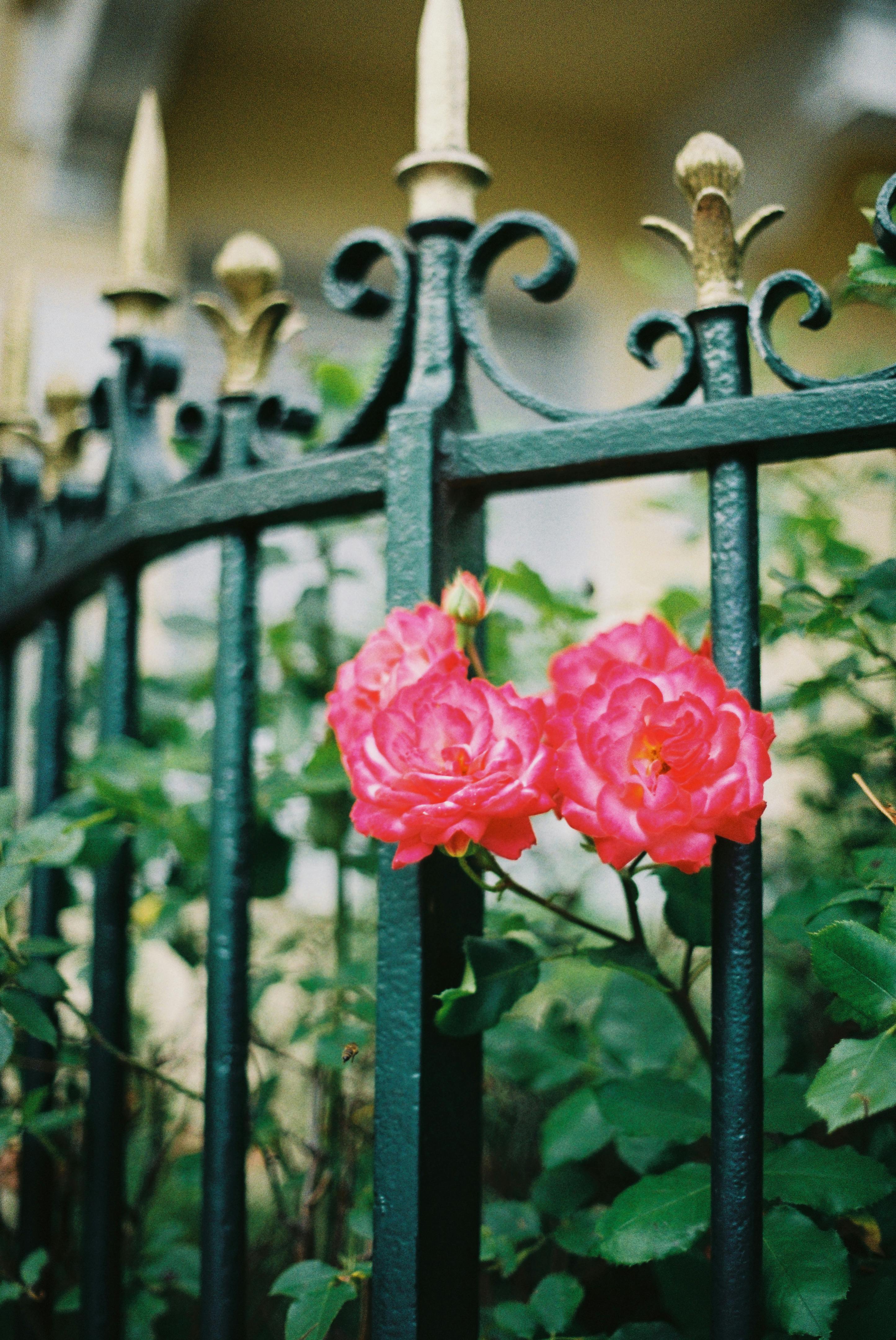 Roses Blooming Between Bars of Fence · Free Stock Photo