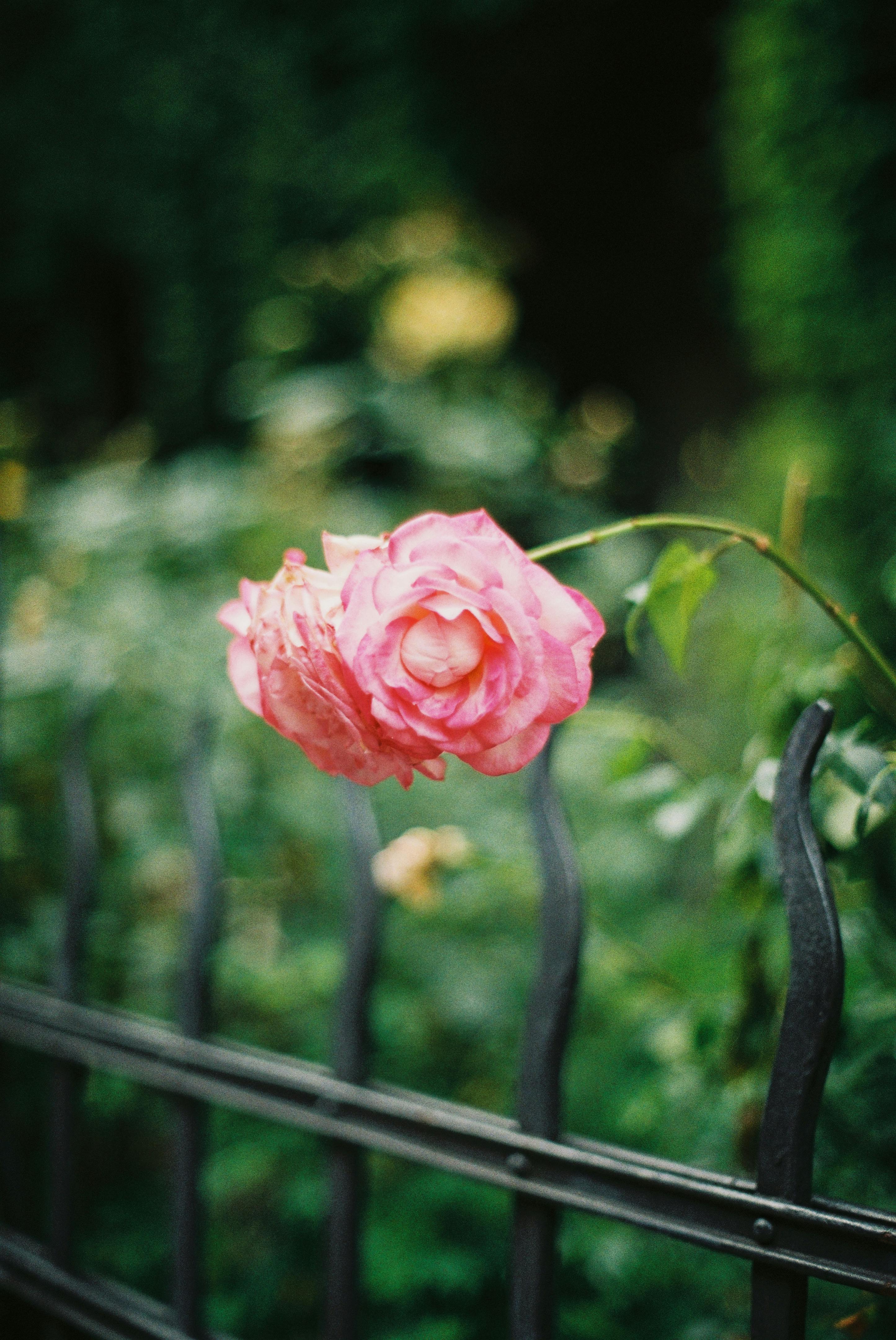 Roses · Free Stock Photo