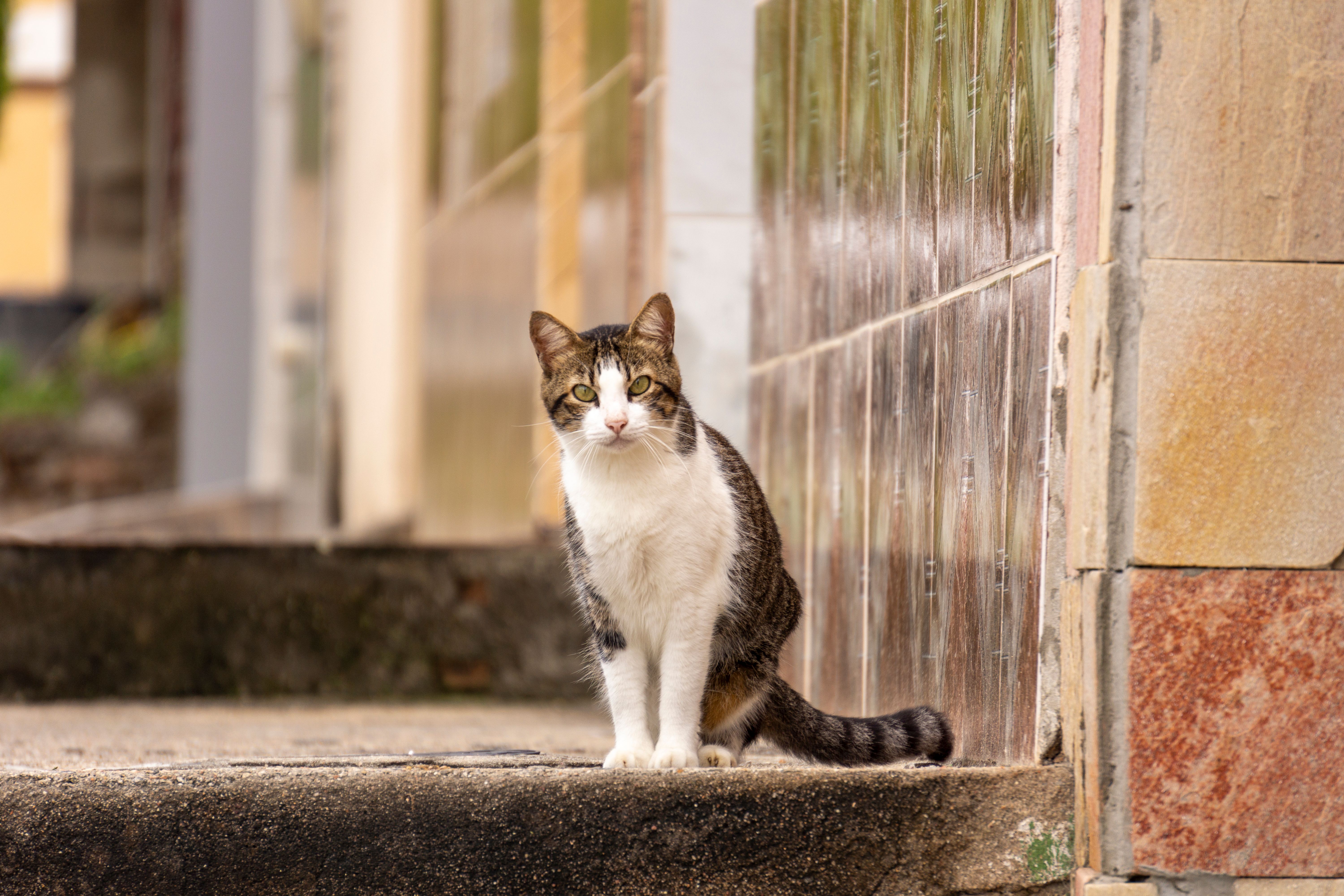 A cat sitting on the steps of a building · Free Stock Photo